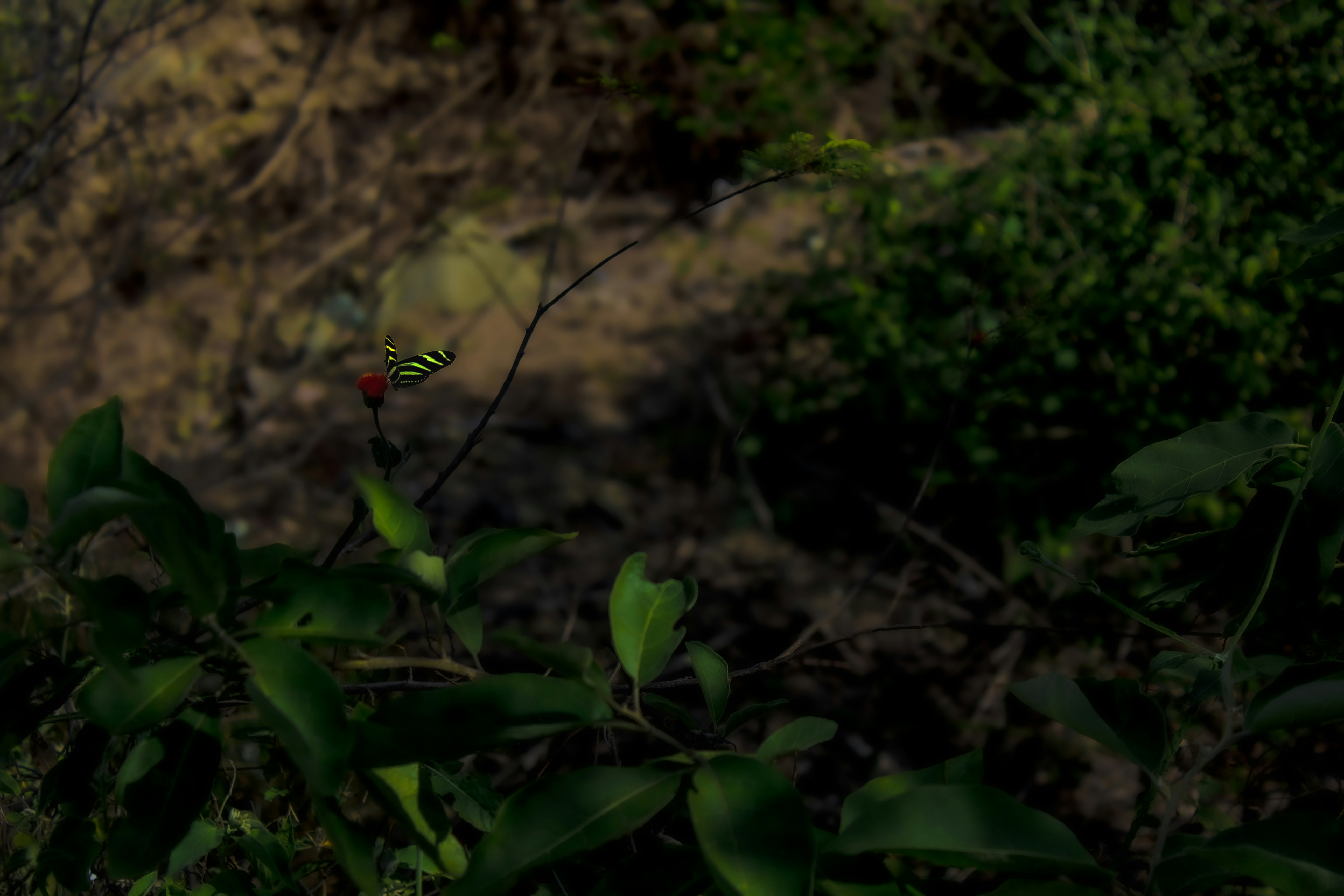 Vibrant butterfly perched delicately on a slender branch amidst lush greenery and subtle earth tones.