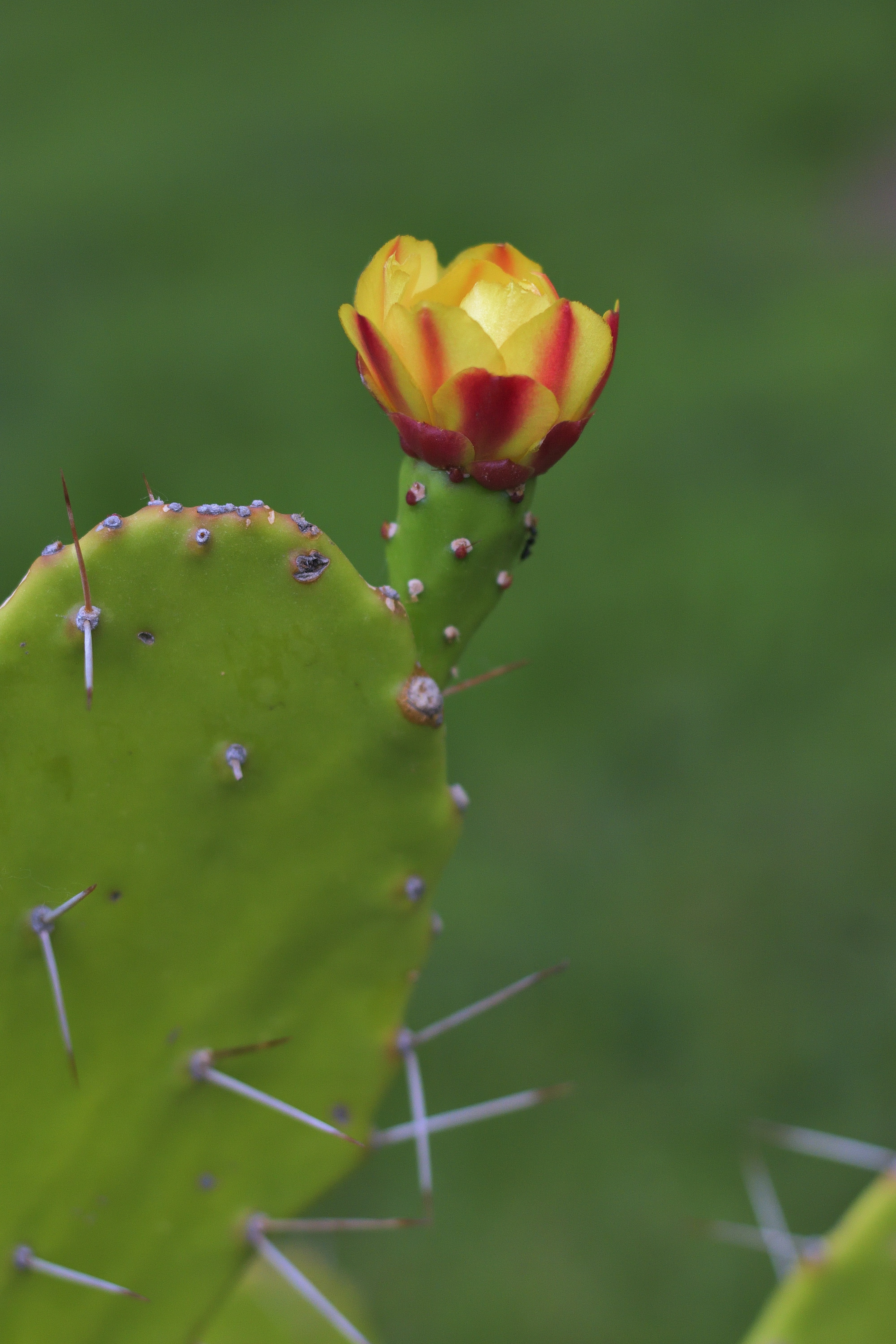 Vibrant yellow and red cactus flower emerging from a green cactus pad, showcasing the beauty of desert flora. A backdrop of soft green emphasizes the striking colors.
