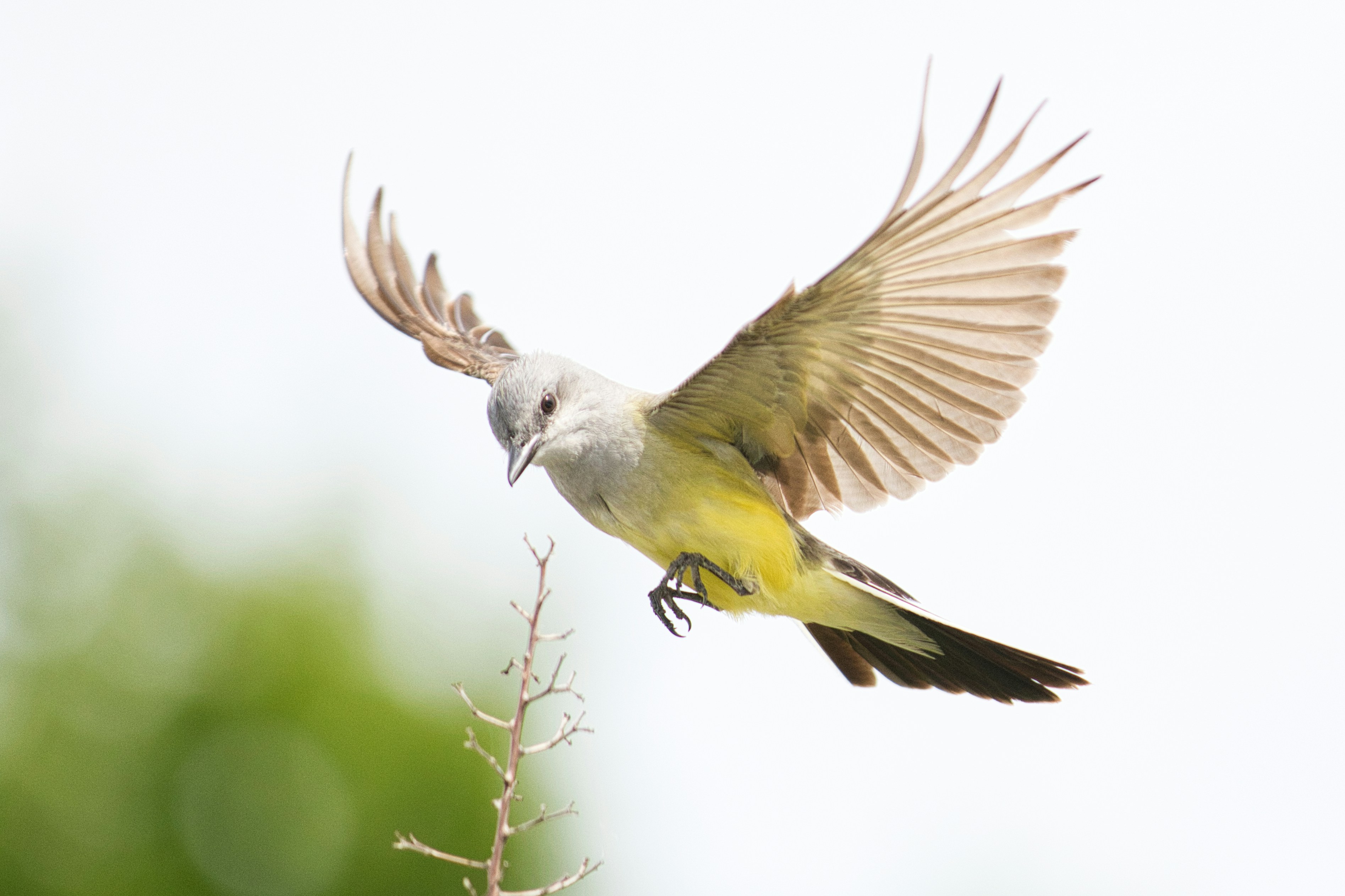 A bird takes flight from a branch. photo – Free Animal Image on Unsplash