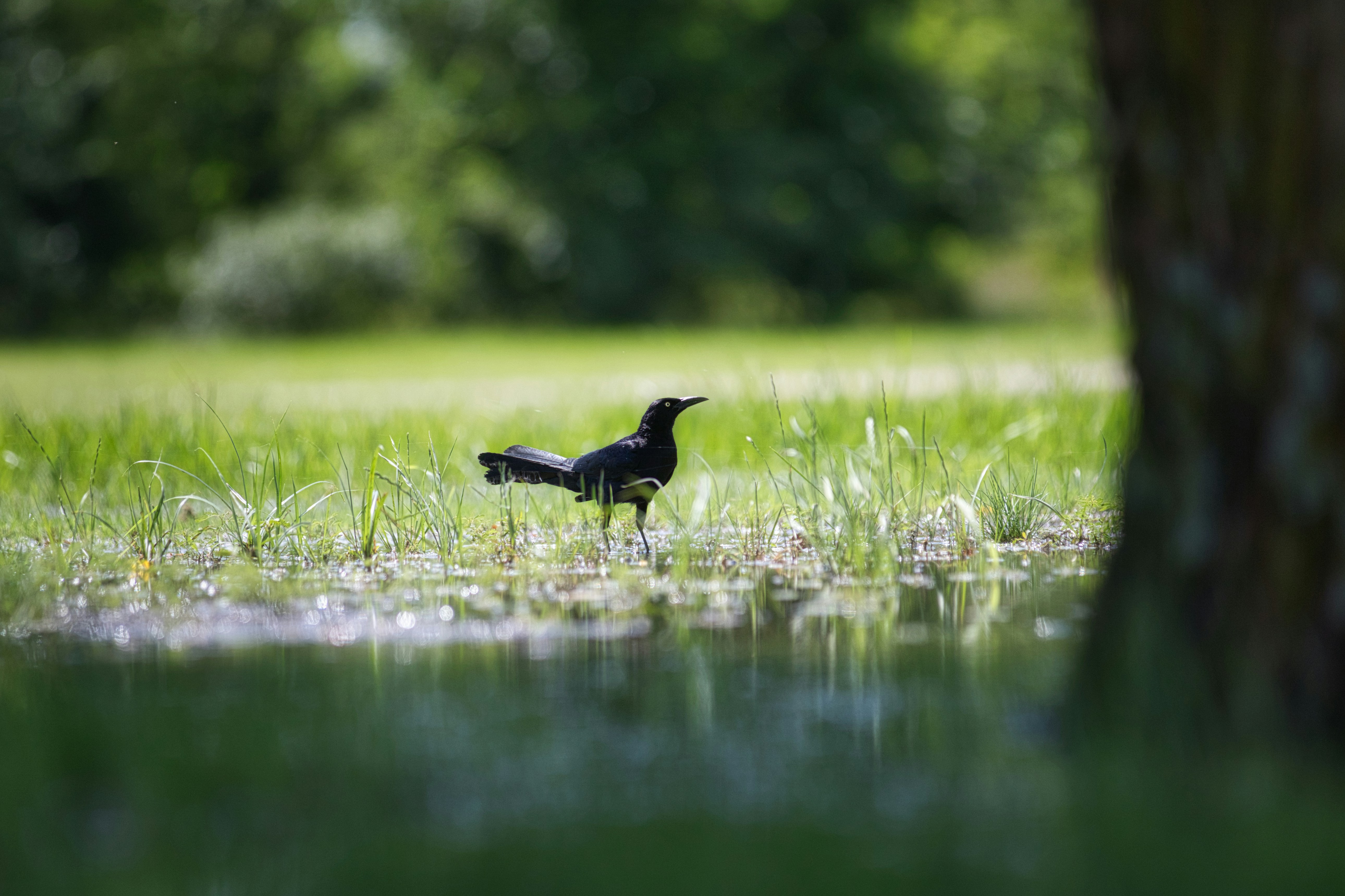 A black bird stands in a shallow pond.