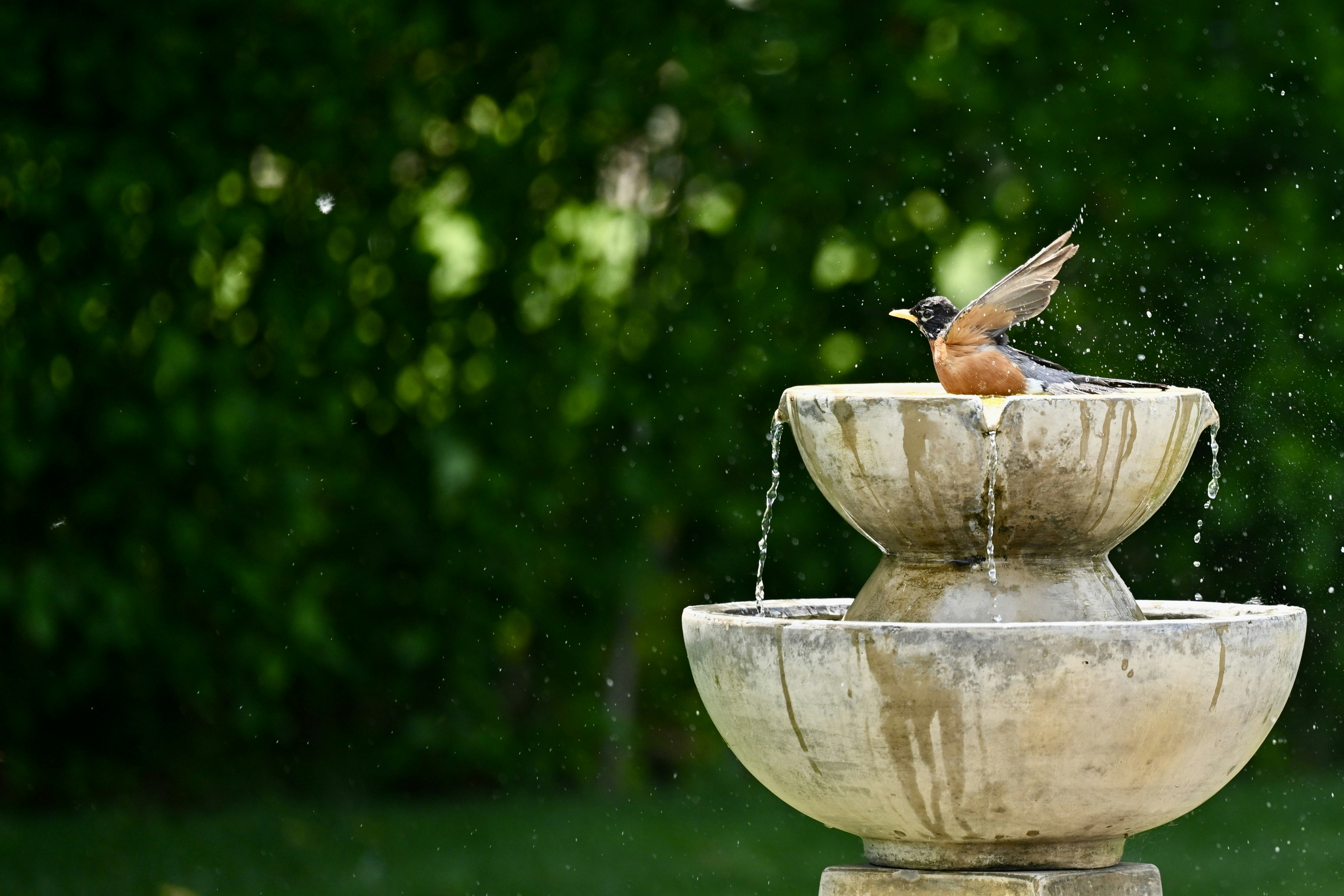 Springtime robin taking a bath | A bird bathes in the fountain.