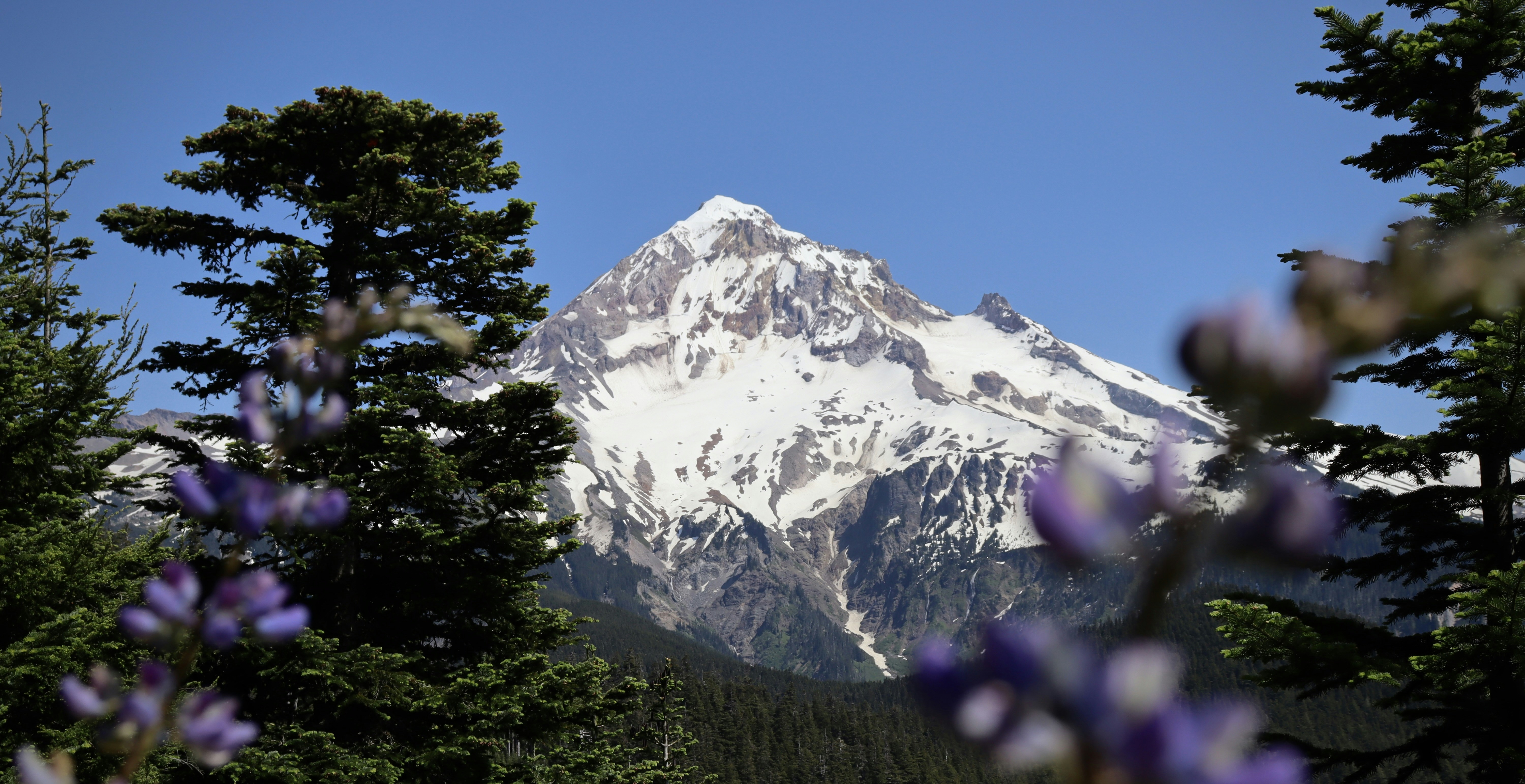 Snowy mountain peak seen through trees and flowers.