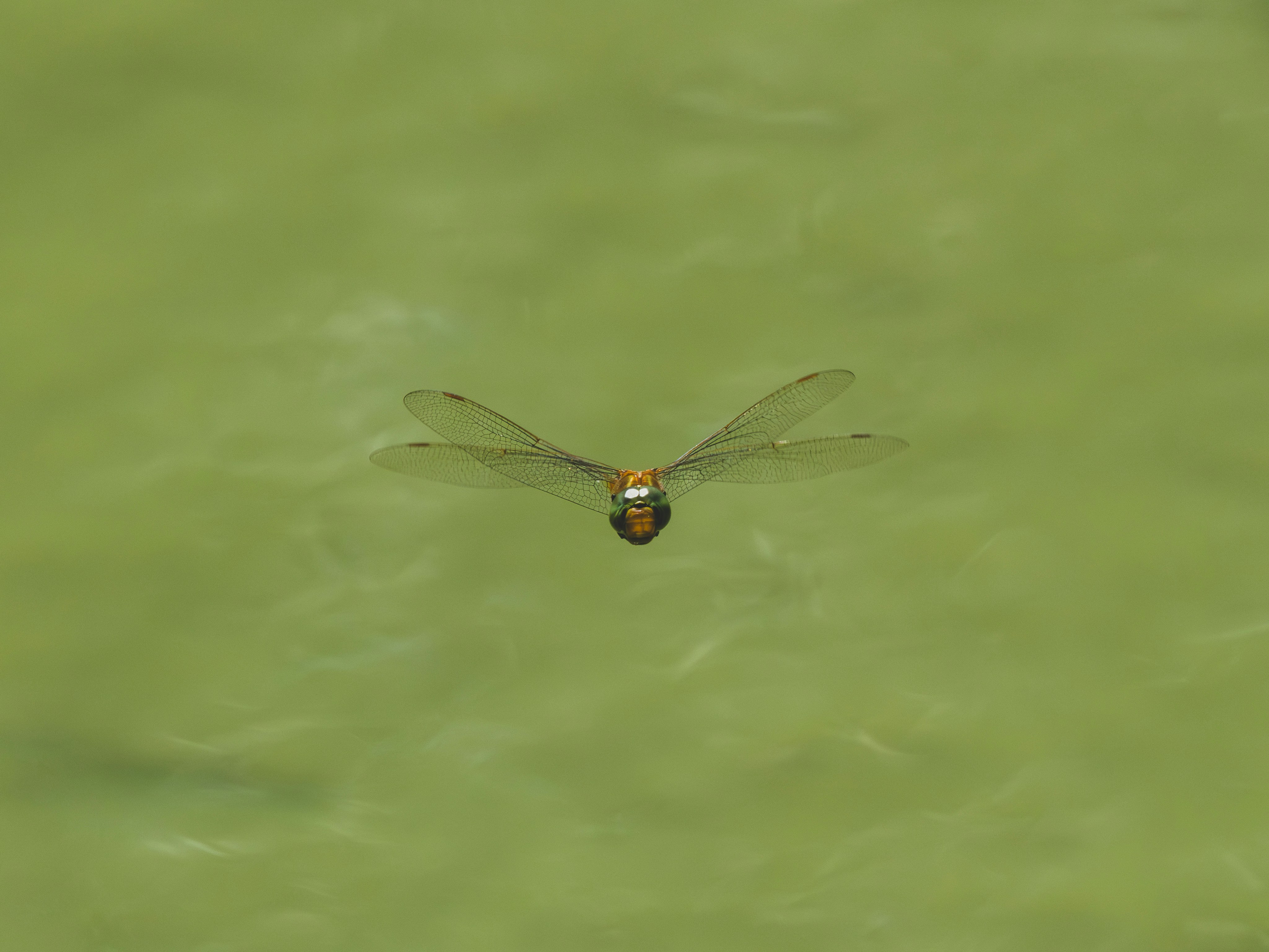 Hovering Dragonfly Over a Quiet Green Pond Surface