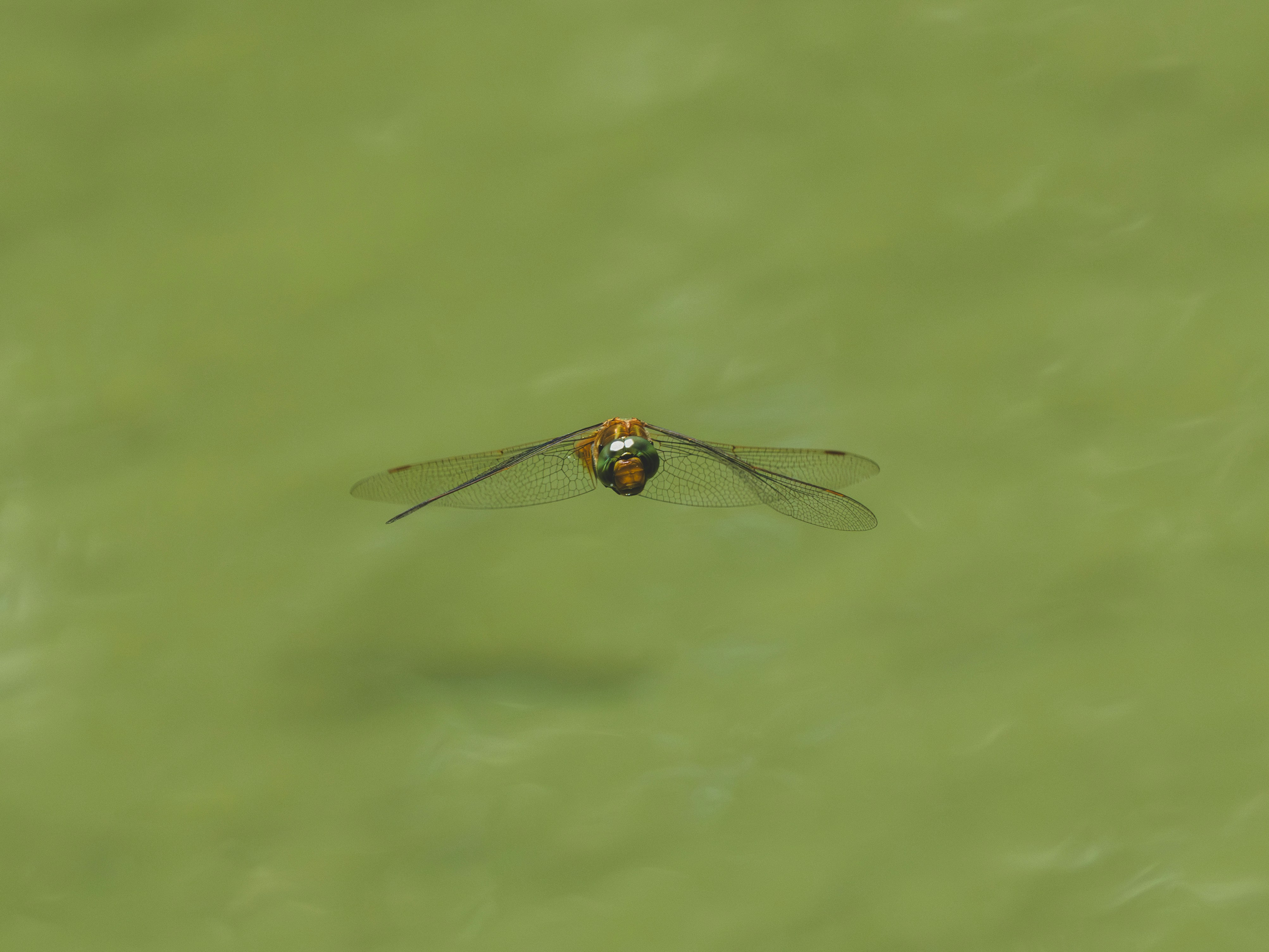 Mid-Flight Ember: An Orange Dragonfly Across a Lime Canvas