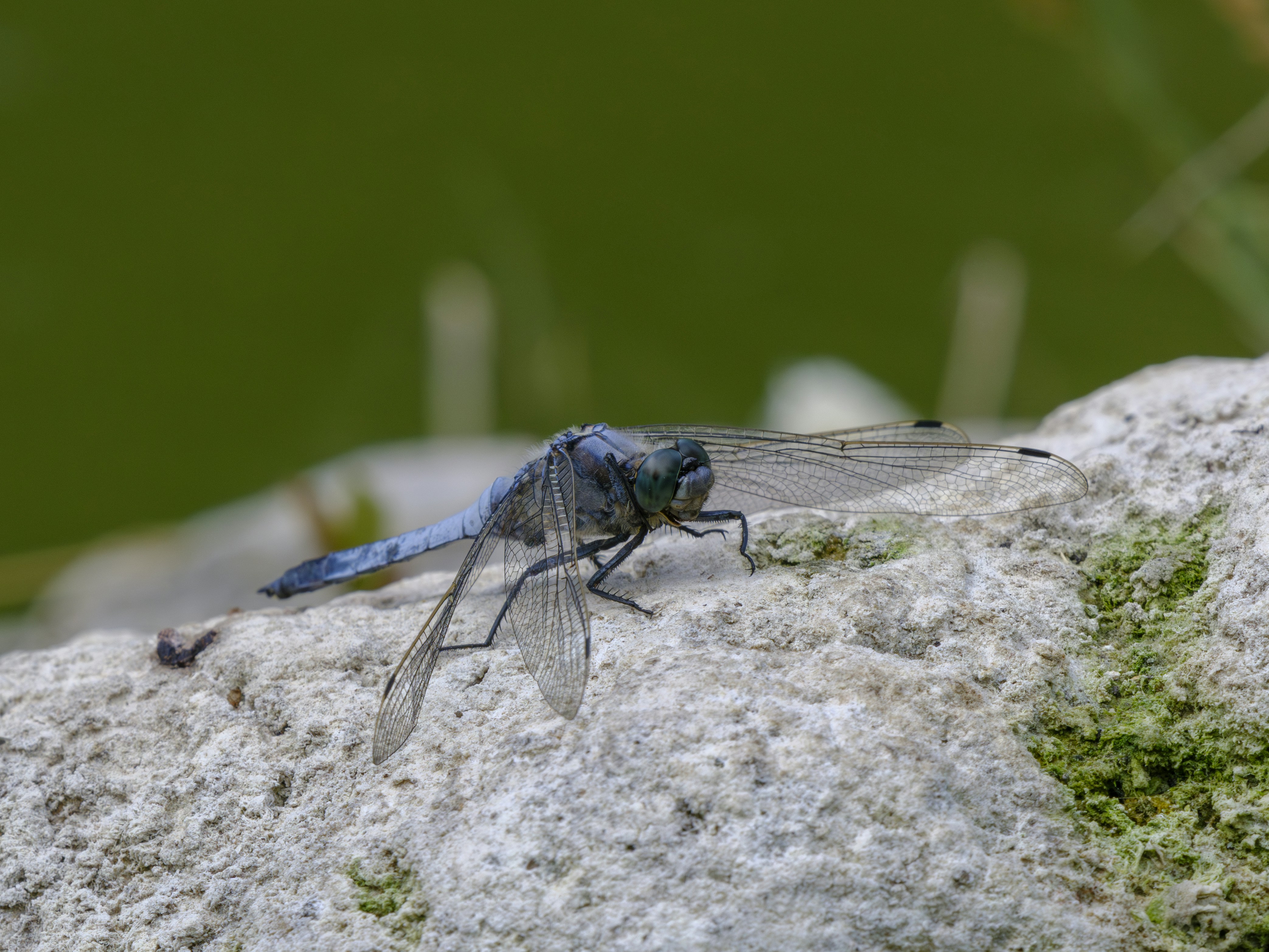 Azure Dragonfly on Weathered Granite by a Quiet Pond