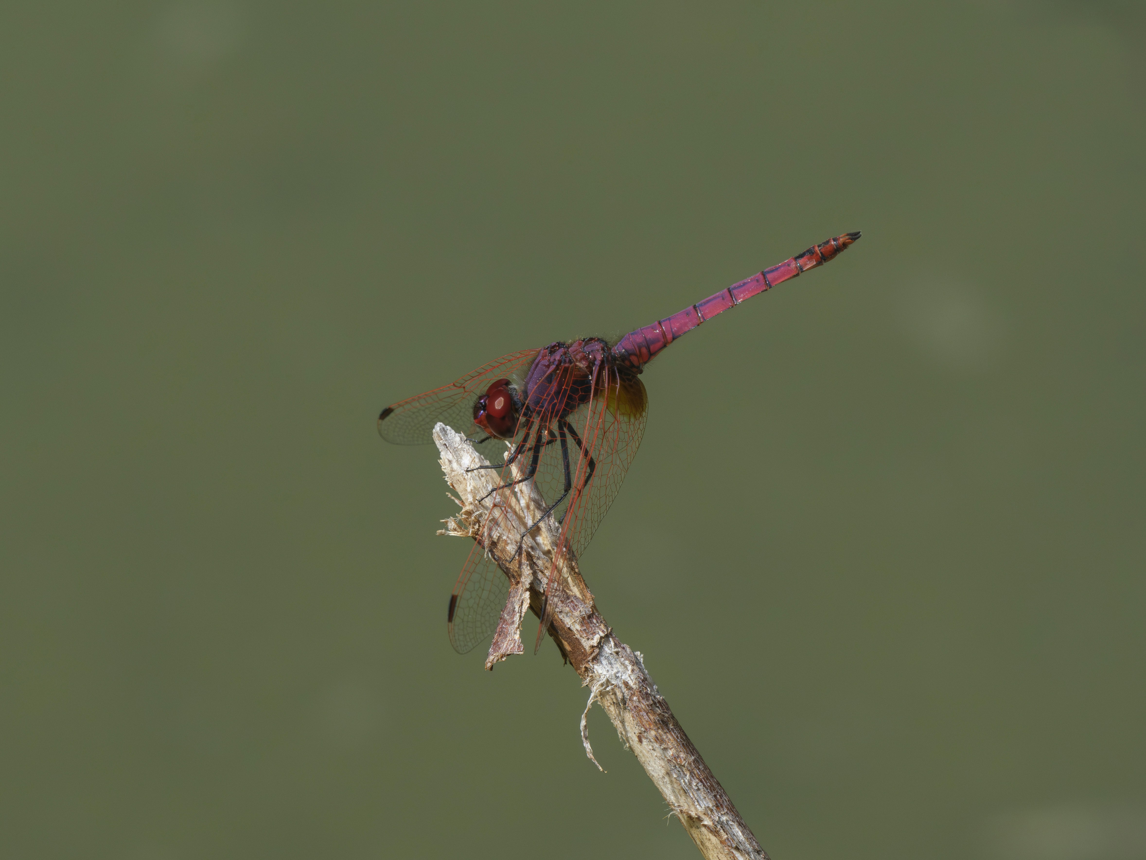 dragonfly on a branch | A vibrant purple dragonfly perches on a branch.