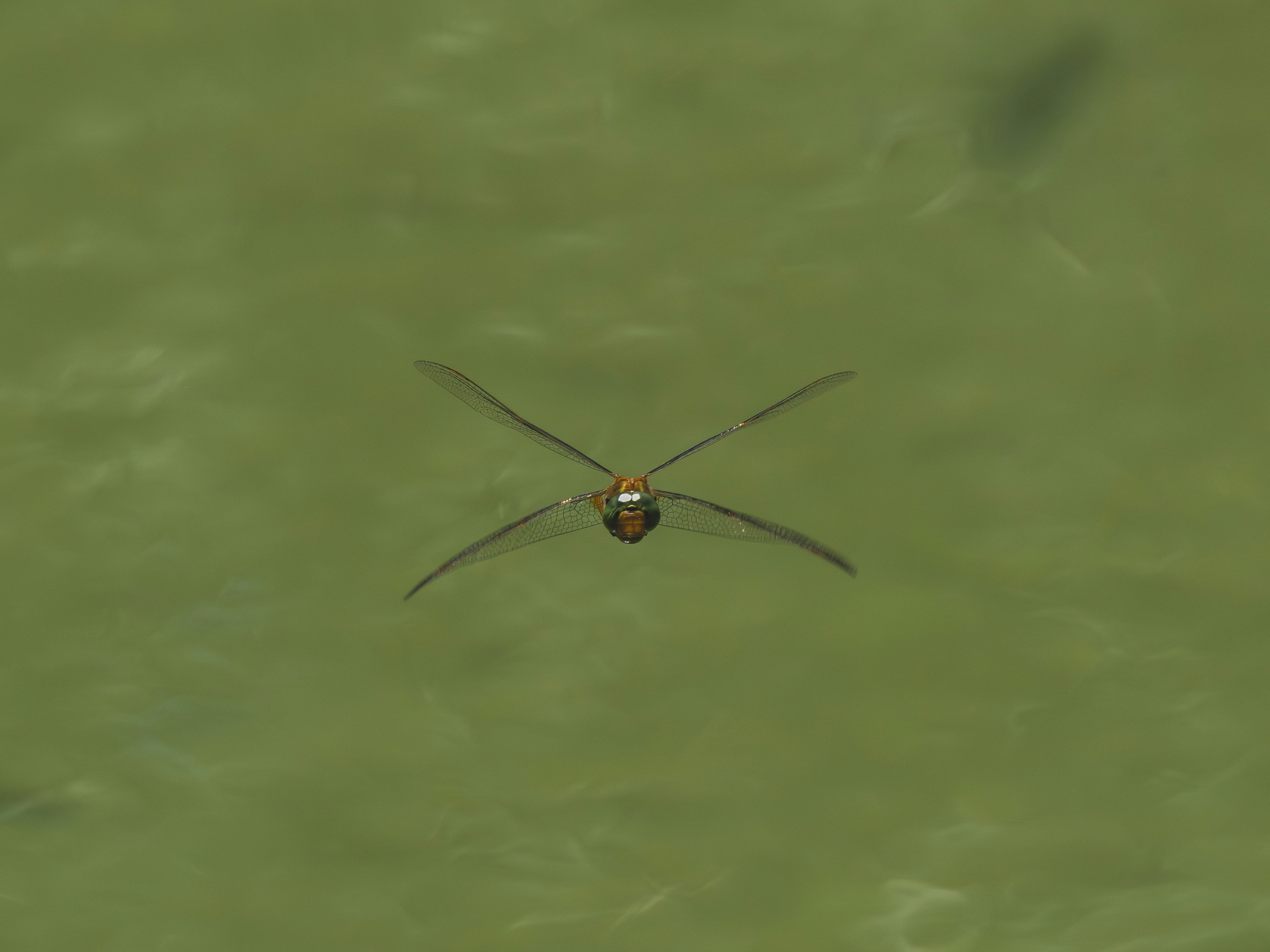 Cross-Wing Orange Dragonfly Over a Quiet Green Pond