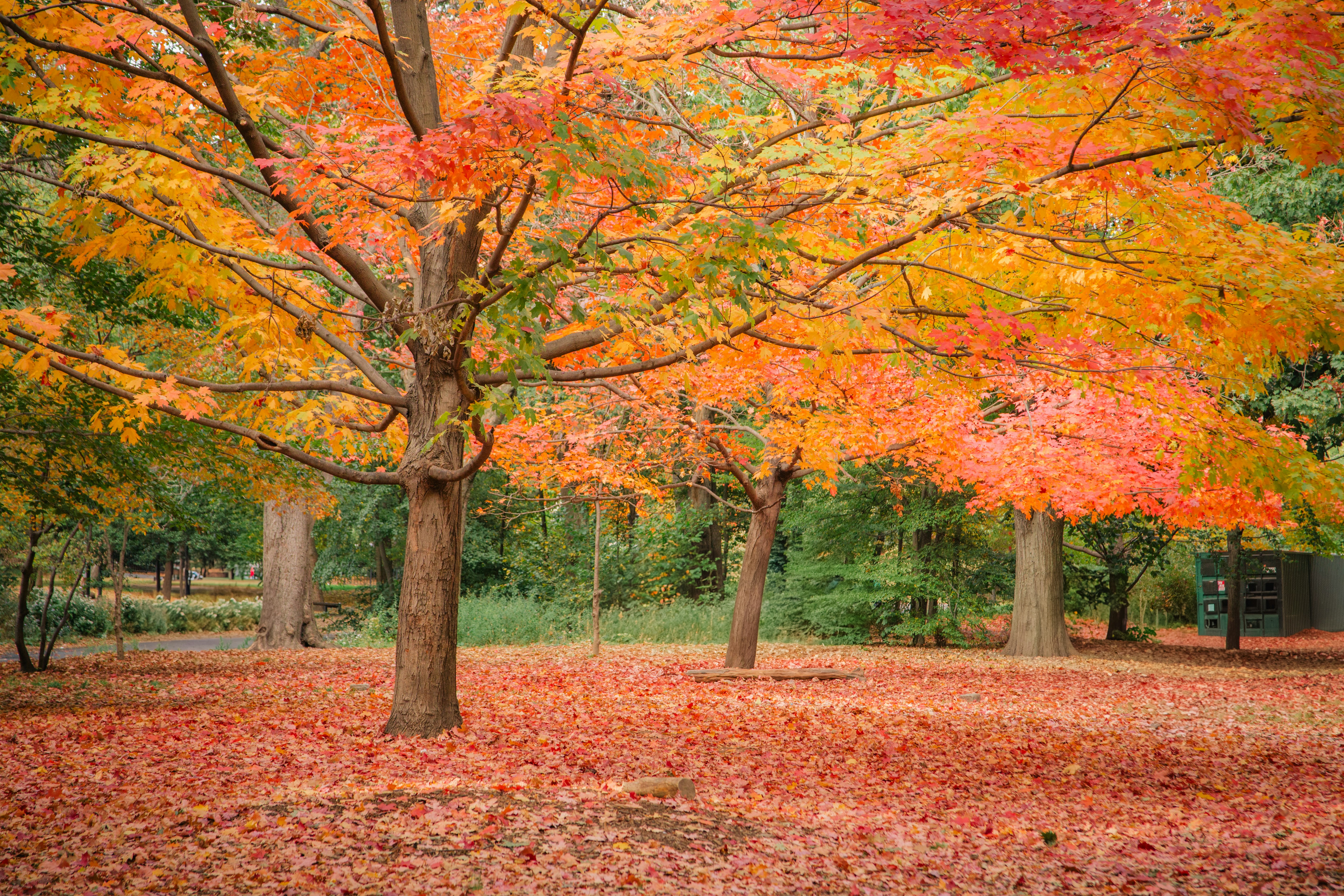 Autumn trees with colorful leaves fill the park. photo – Free Fall ...