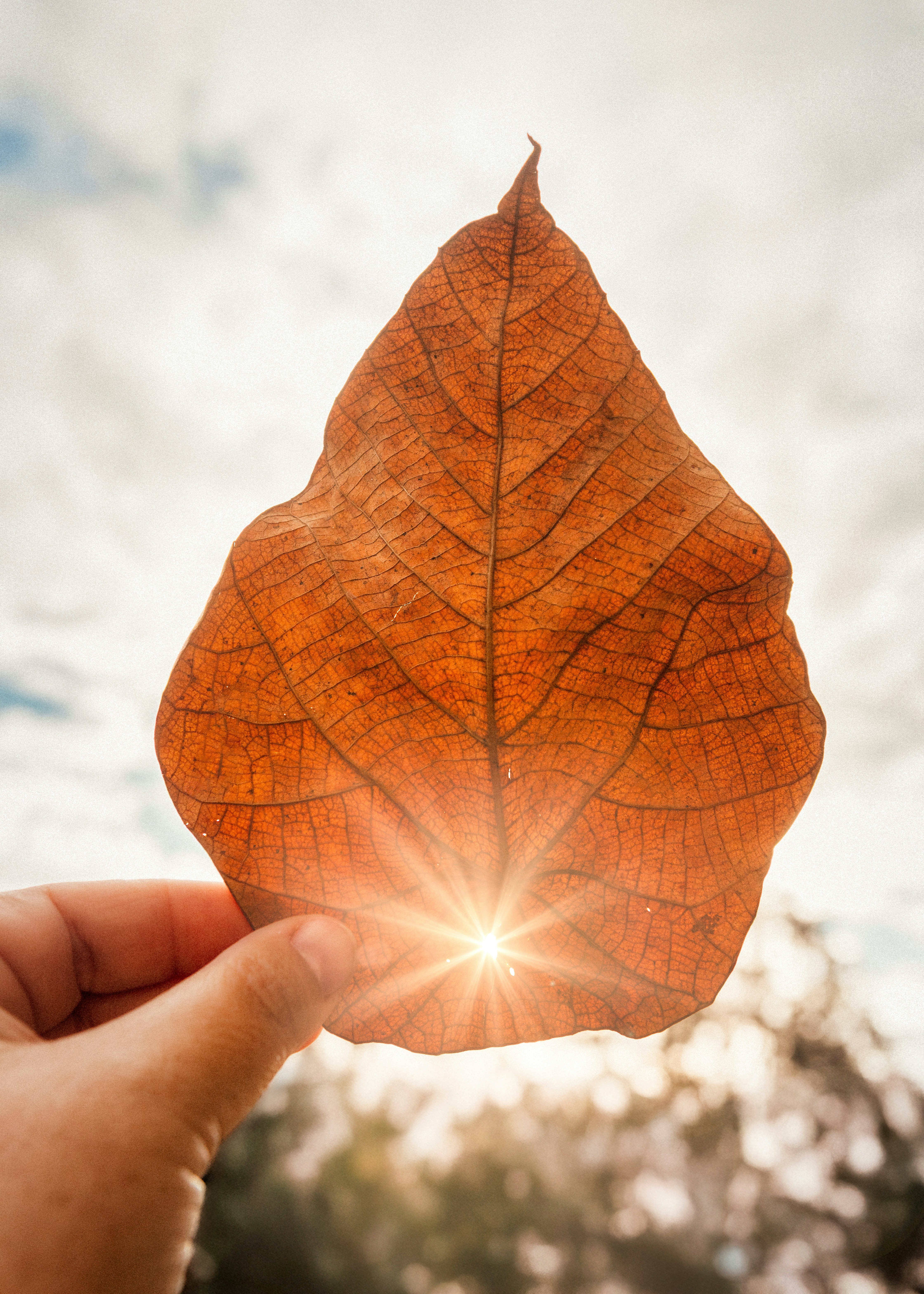 Hand holds a leaf with the sun shining through.