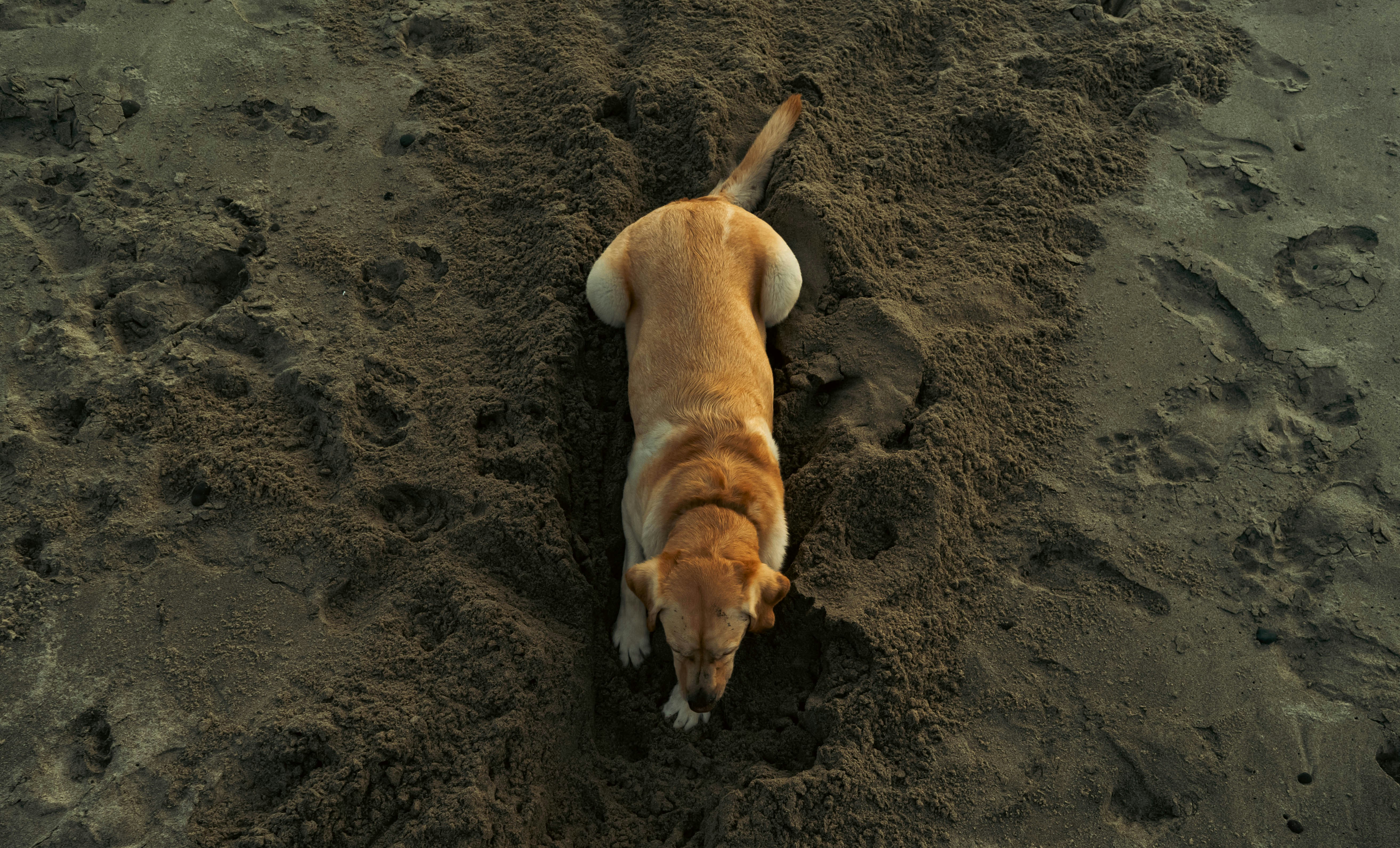 A dog is digging in the sand. photo – Free Wallpaper Image on Unsplash