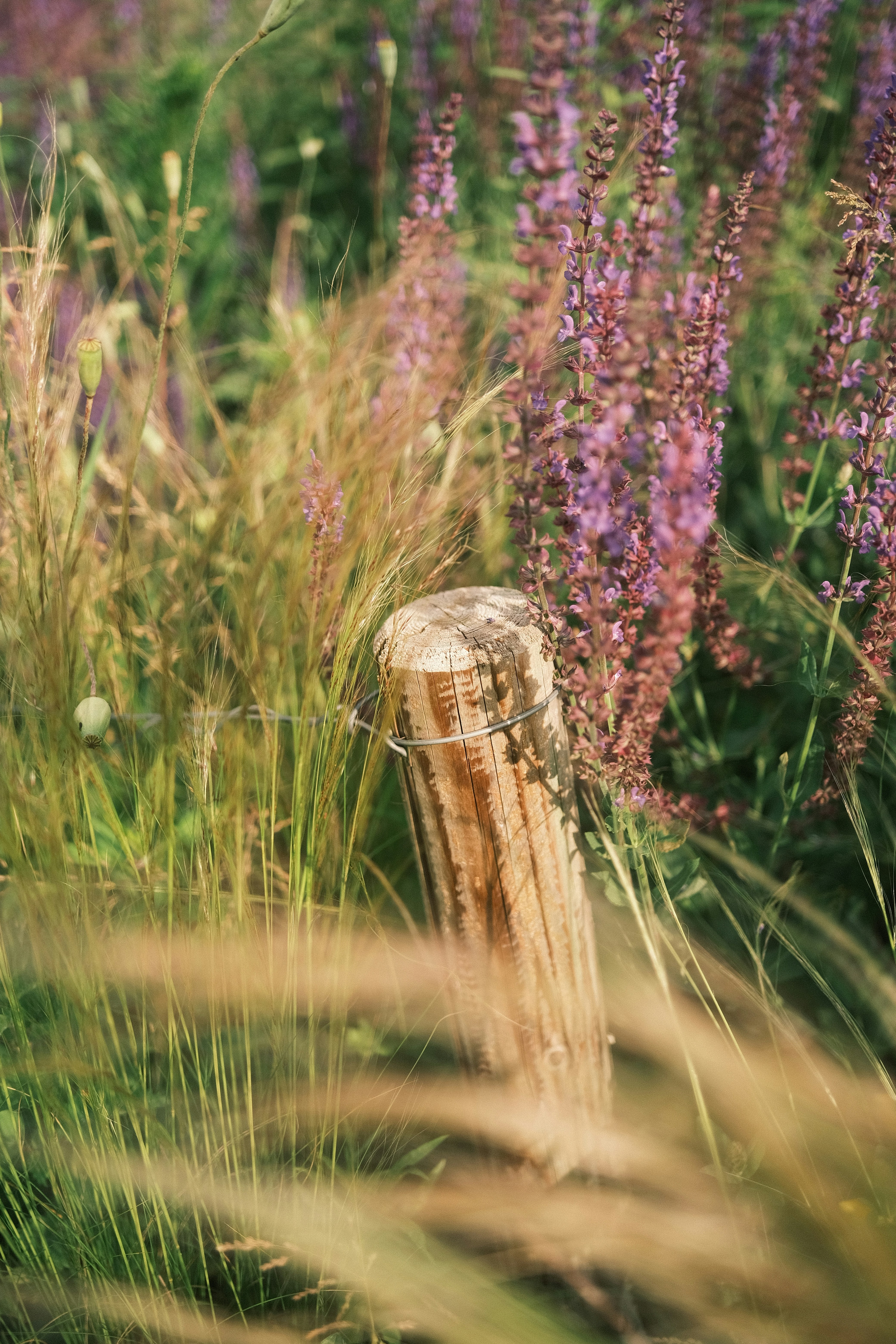 Weathered Fence Post Guarding a Lavender Meadow