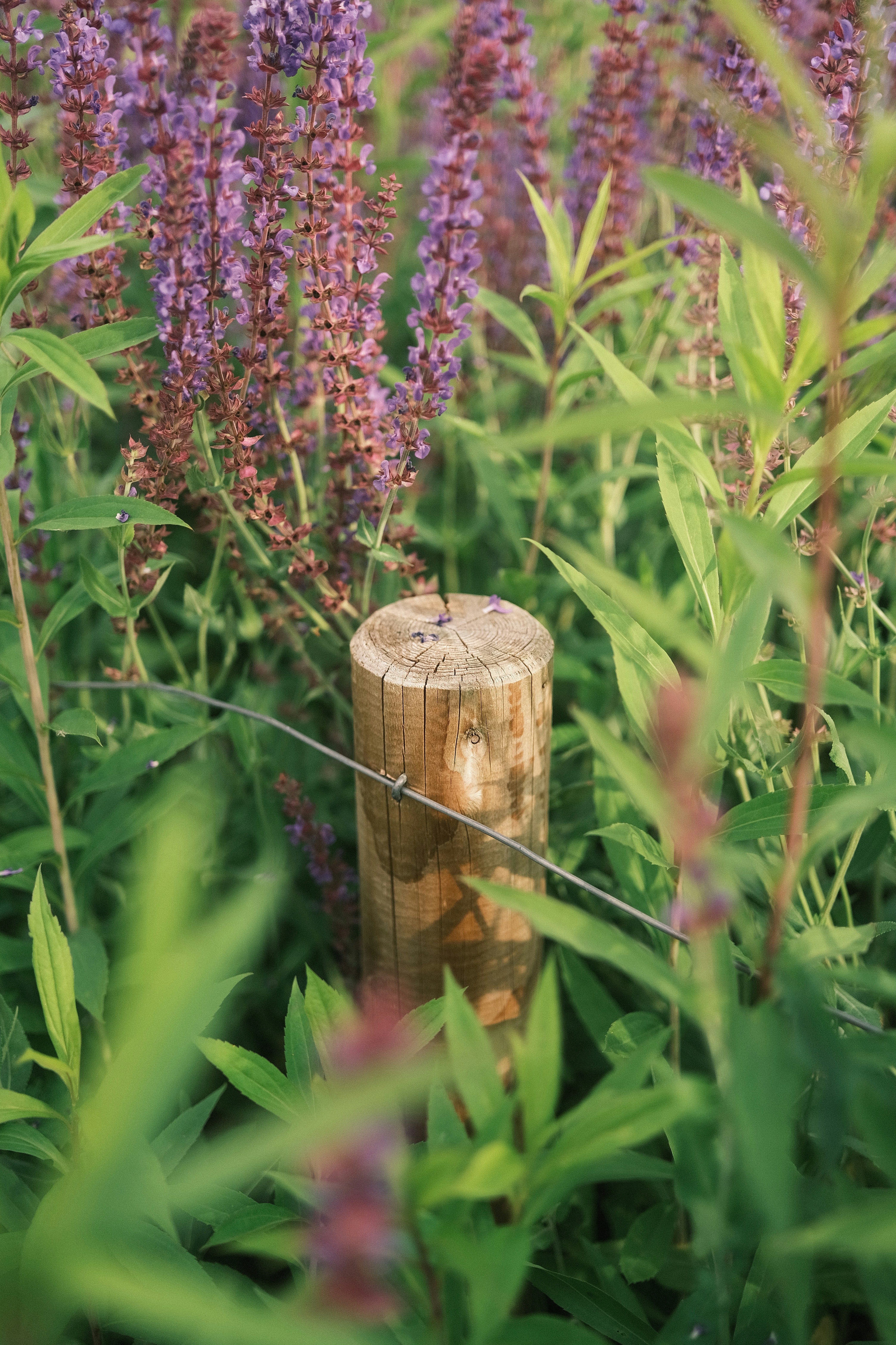 Wooden Post in a Sea of Purple Spires