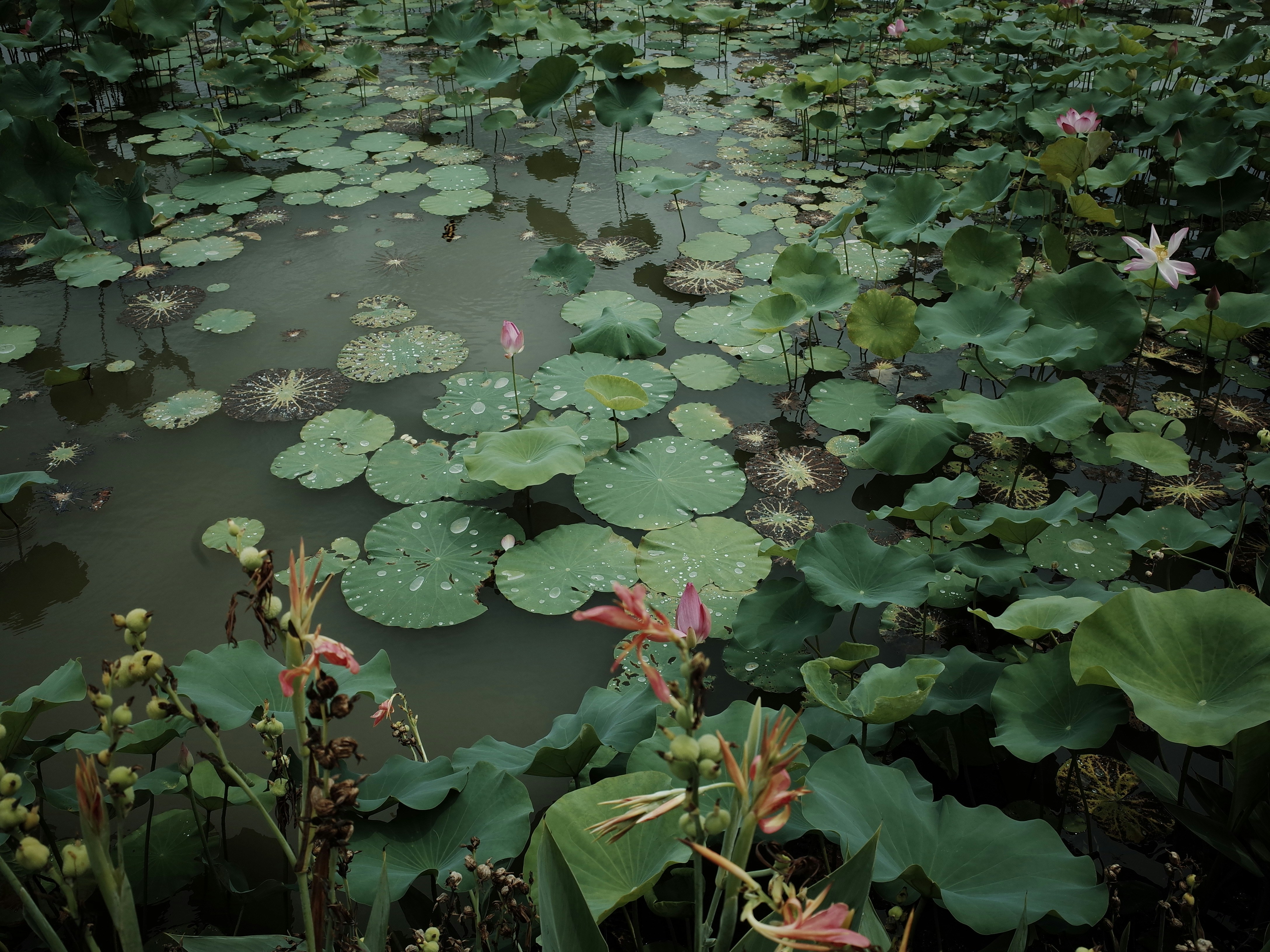 Lotus flowers and lily pads float on water. photo – Free Flower Image ...