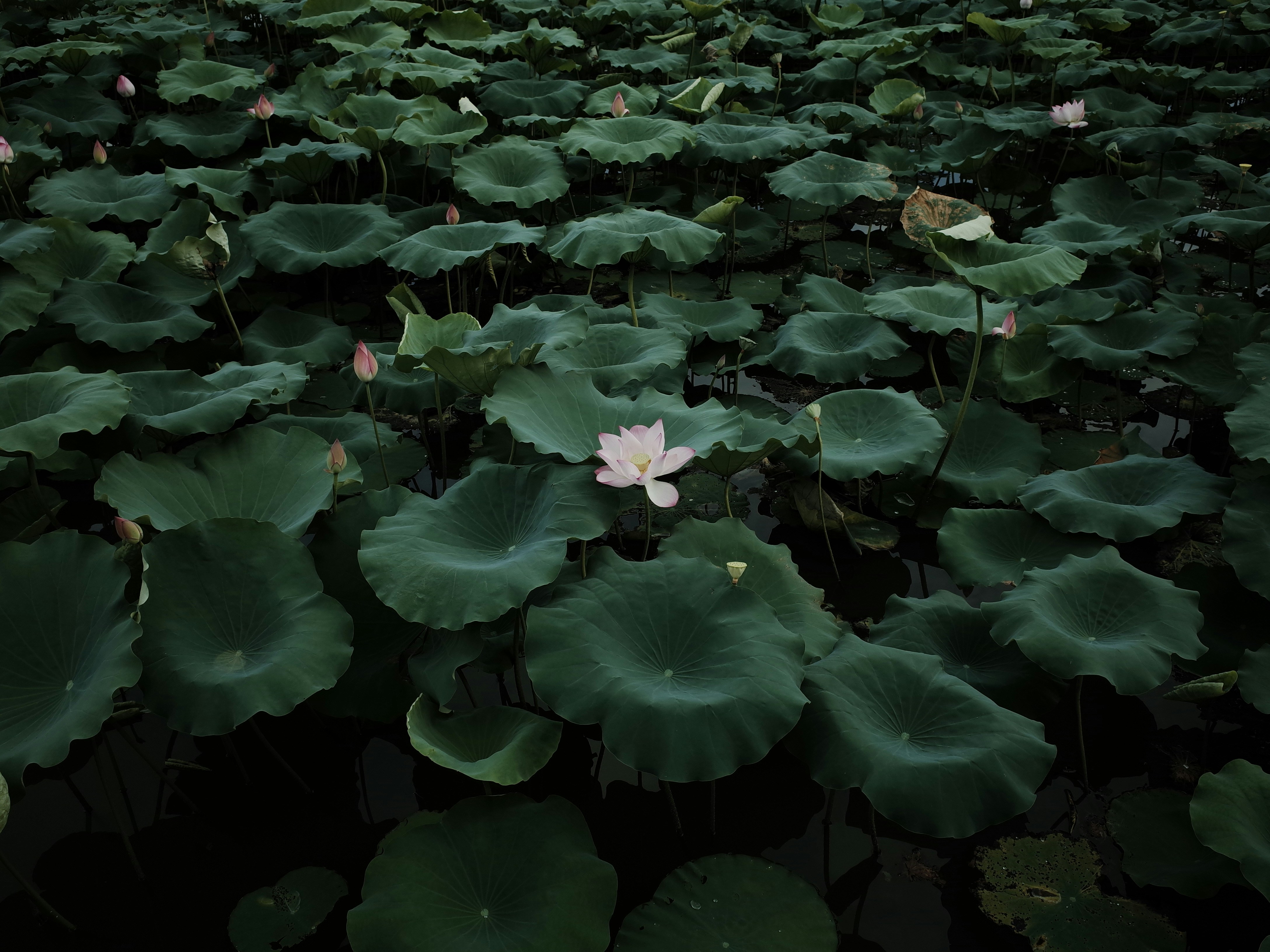 Solitary Lotus Amid the Emerald Sea of Lily Pads