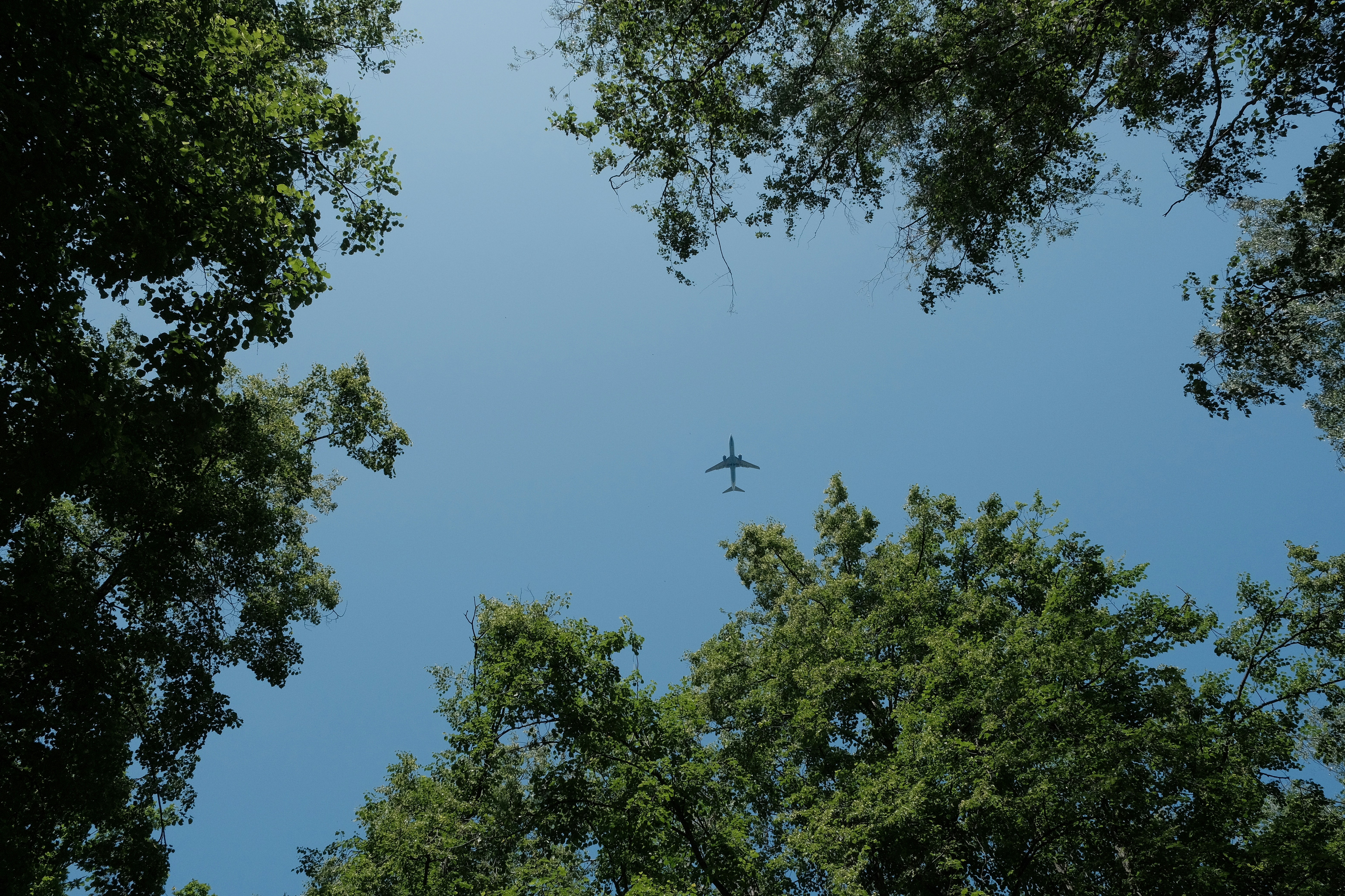 A plane flying overhead against a clear blue sky, framed by the lush green foliage of tall trees. | An airplane flies in the blue sky.