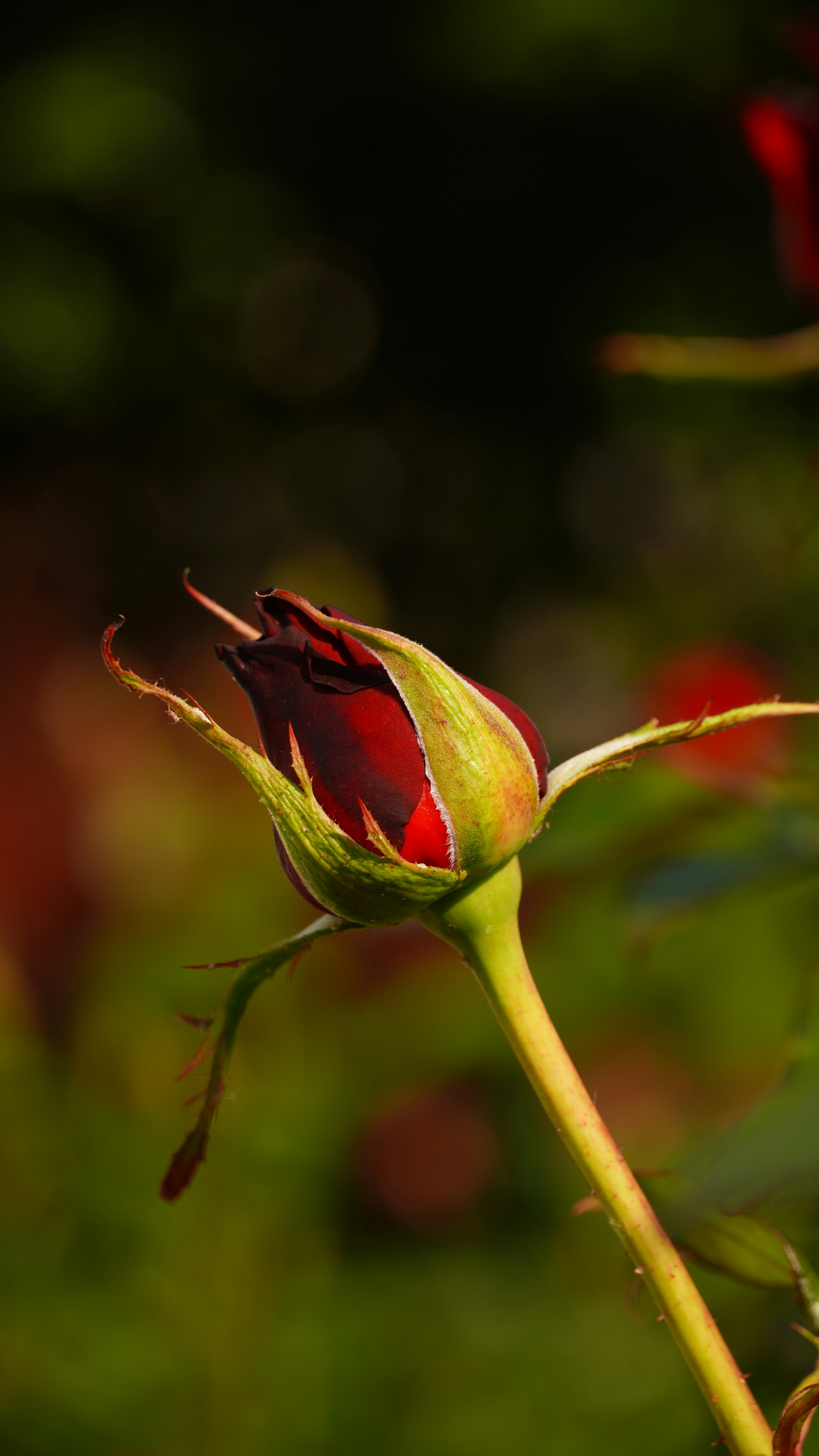 A close-up of a red rosebud, showcasing its intricate layers and vibrant color against a blurred green background.