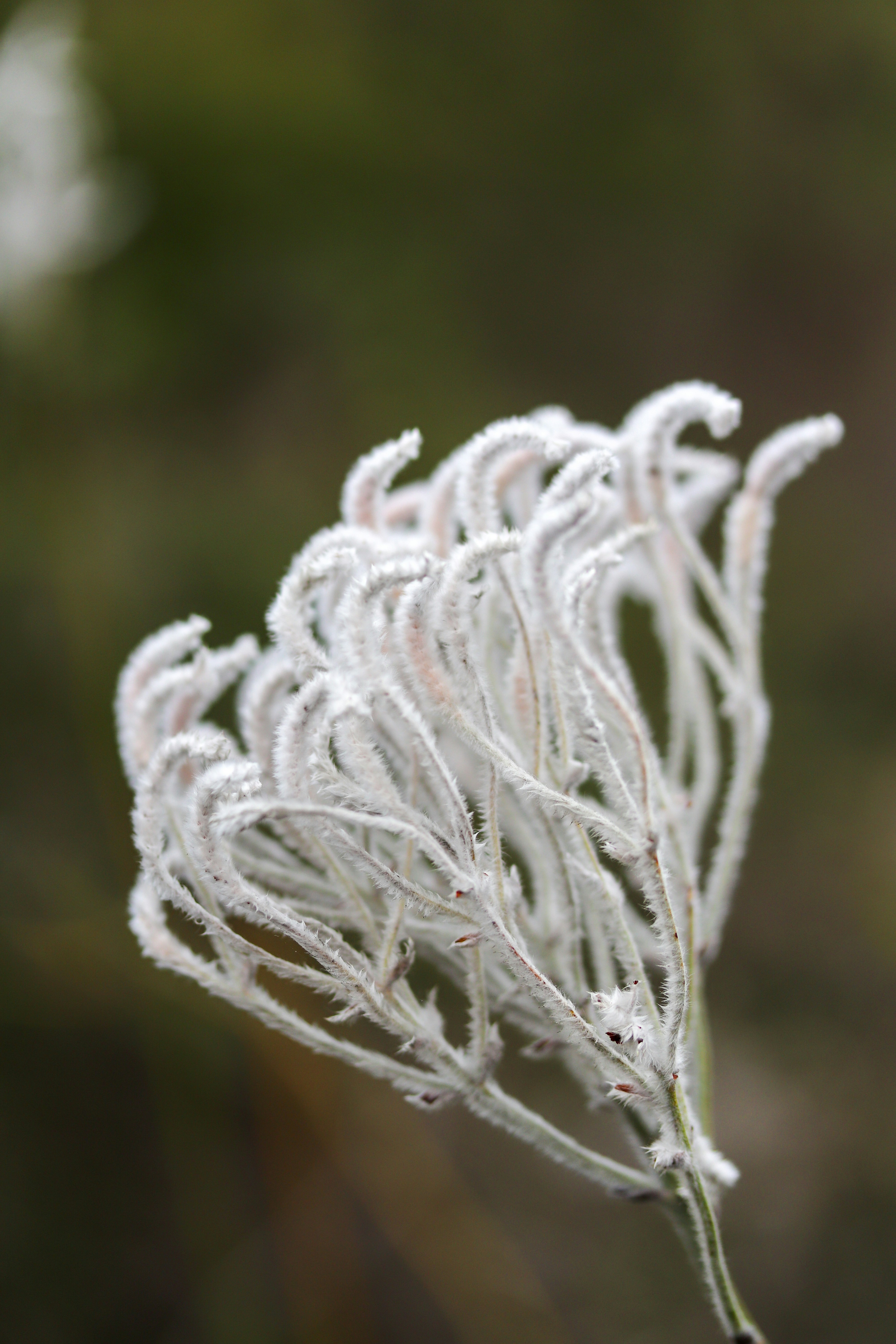 Frosted plant, with delicate, white, feathery textures.