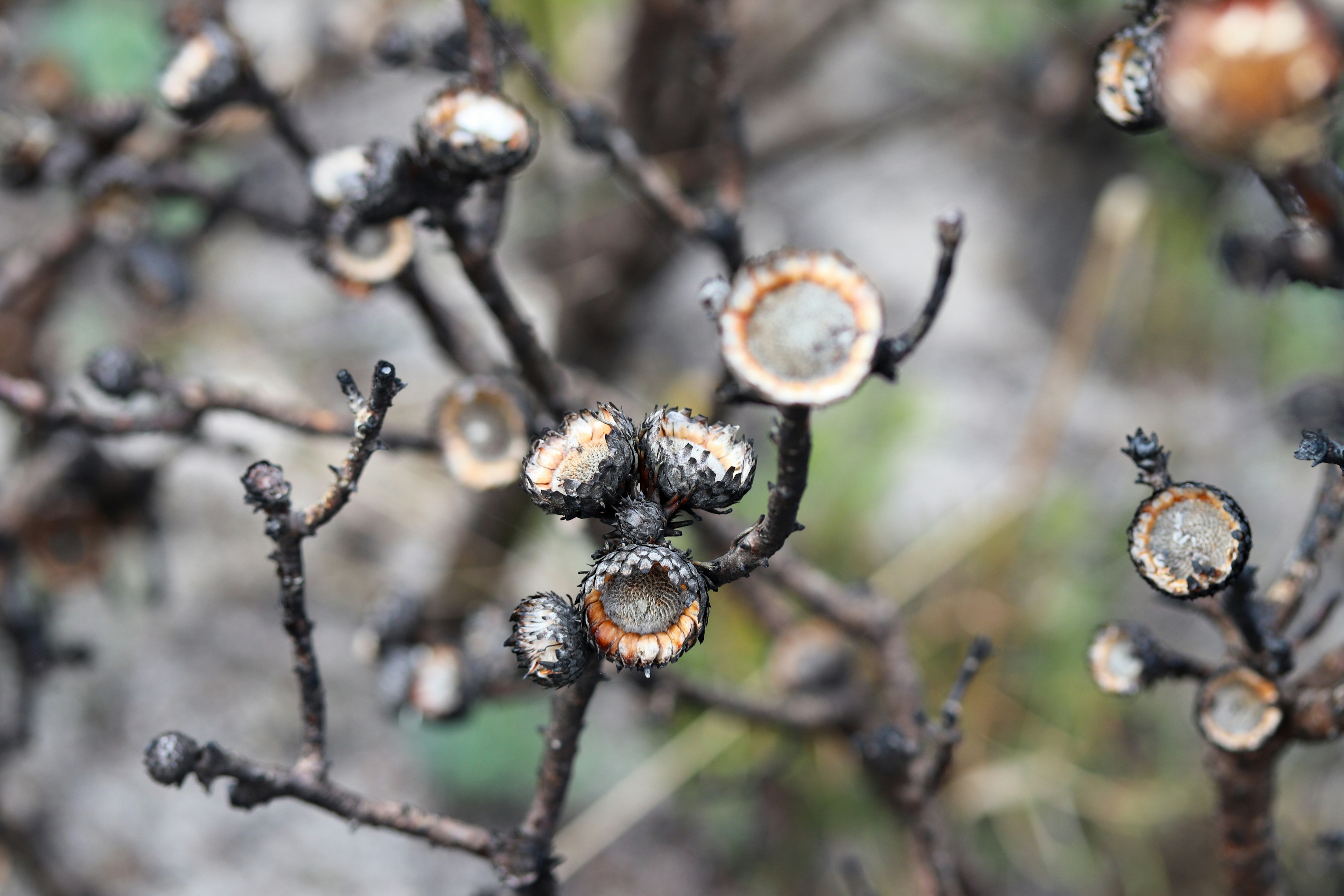 Frost-Kissed Seed Orbs on a Bare Winter Branch