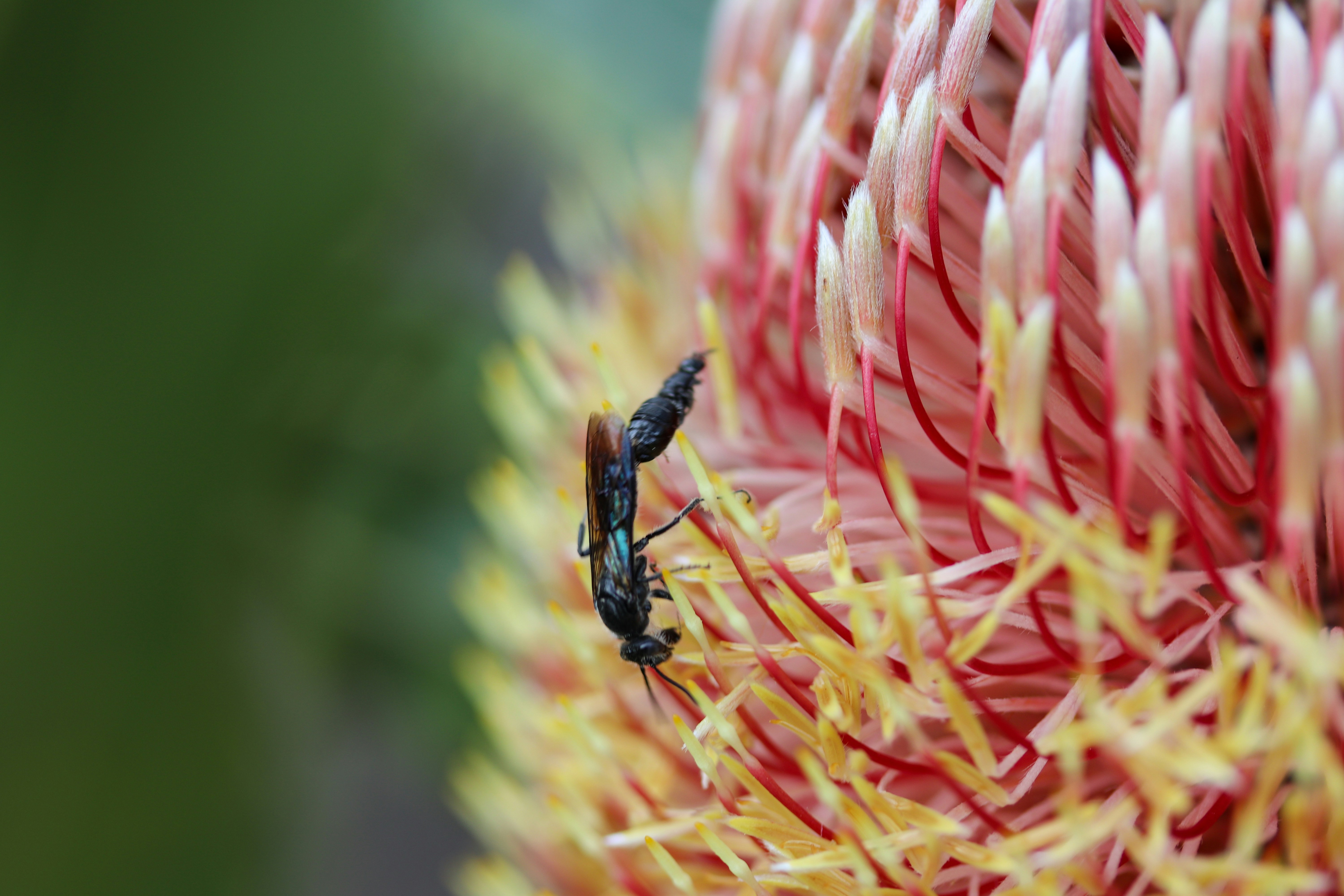 Insects are on a colorful flower.