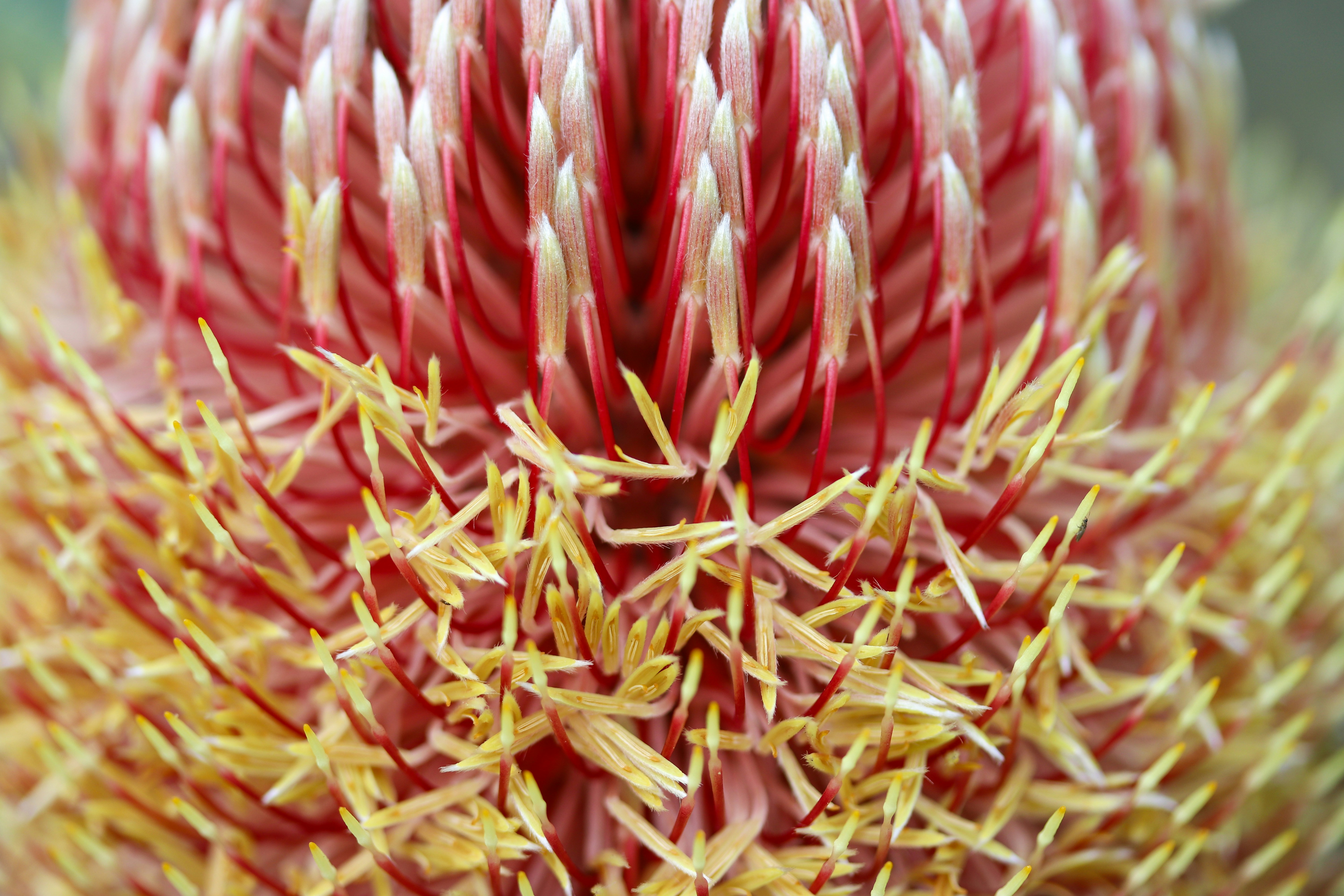 Nature's Intricate Masterpiece