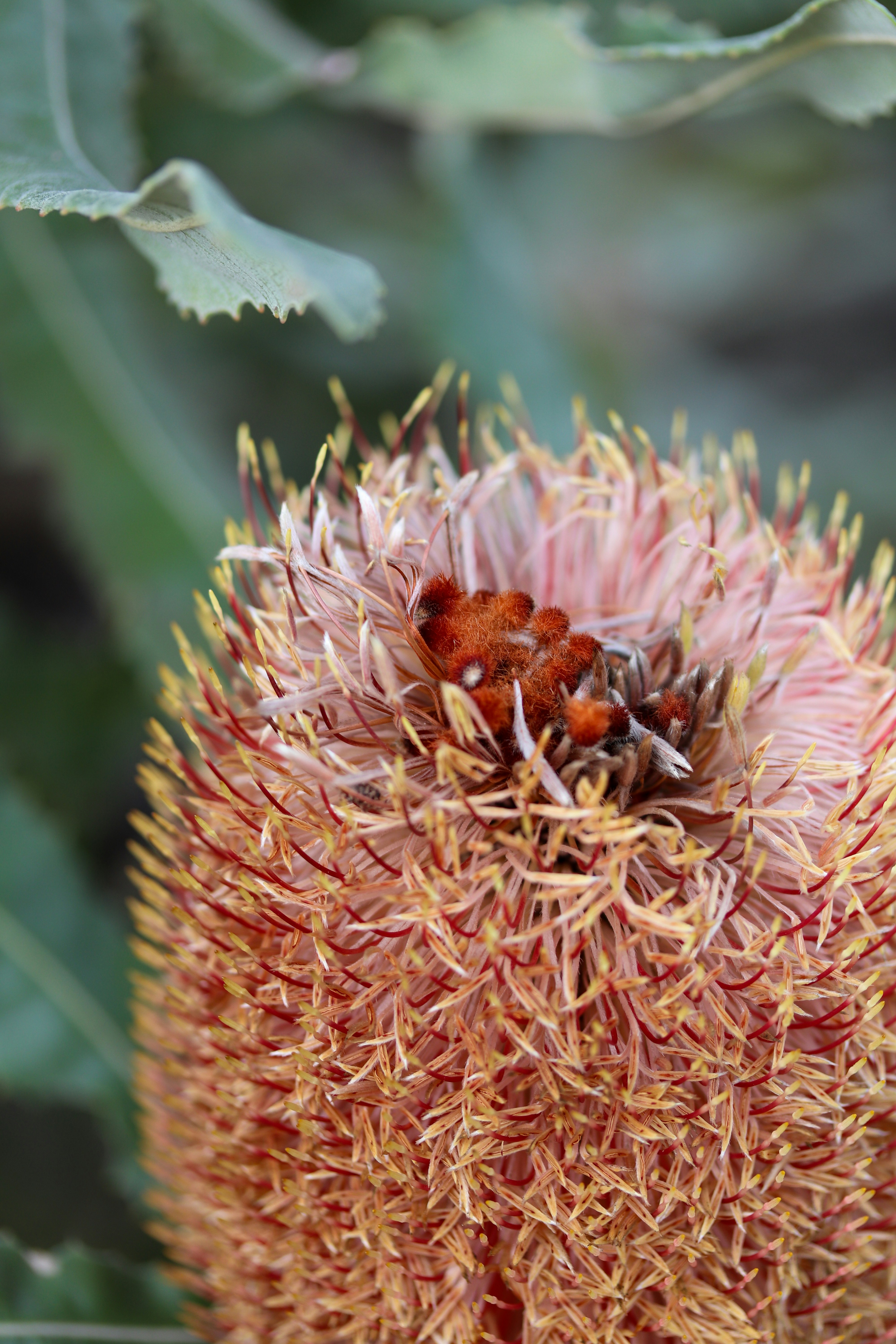 Crown of Sparks: Macro Portrait of a Pink-Orange Protea