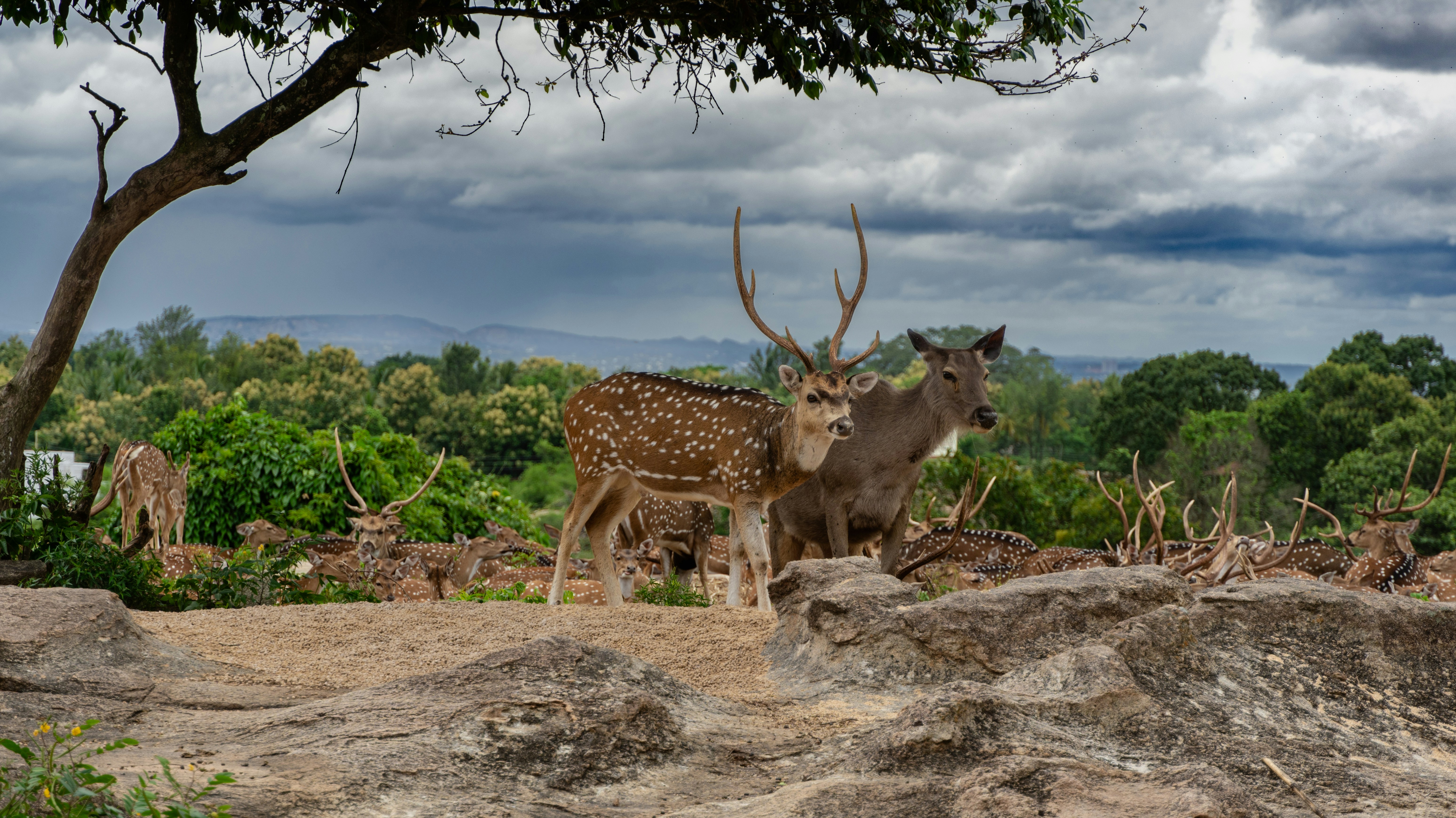 Serene Gathering of Spotted Companions