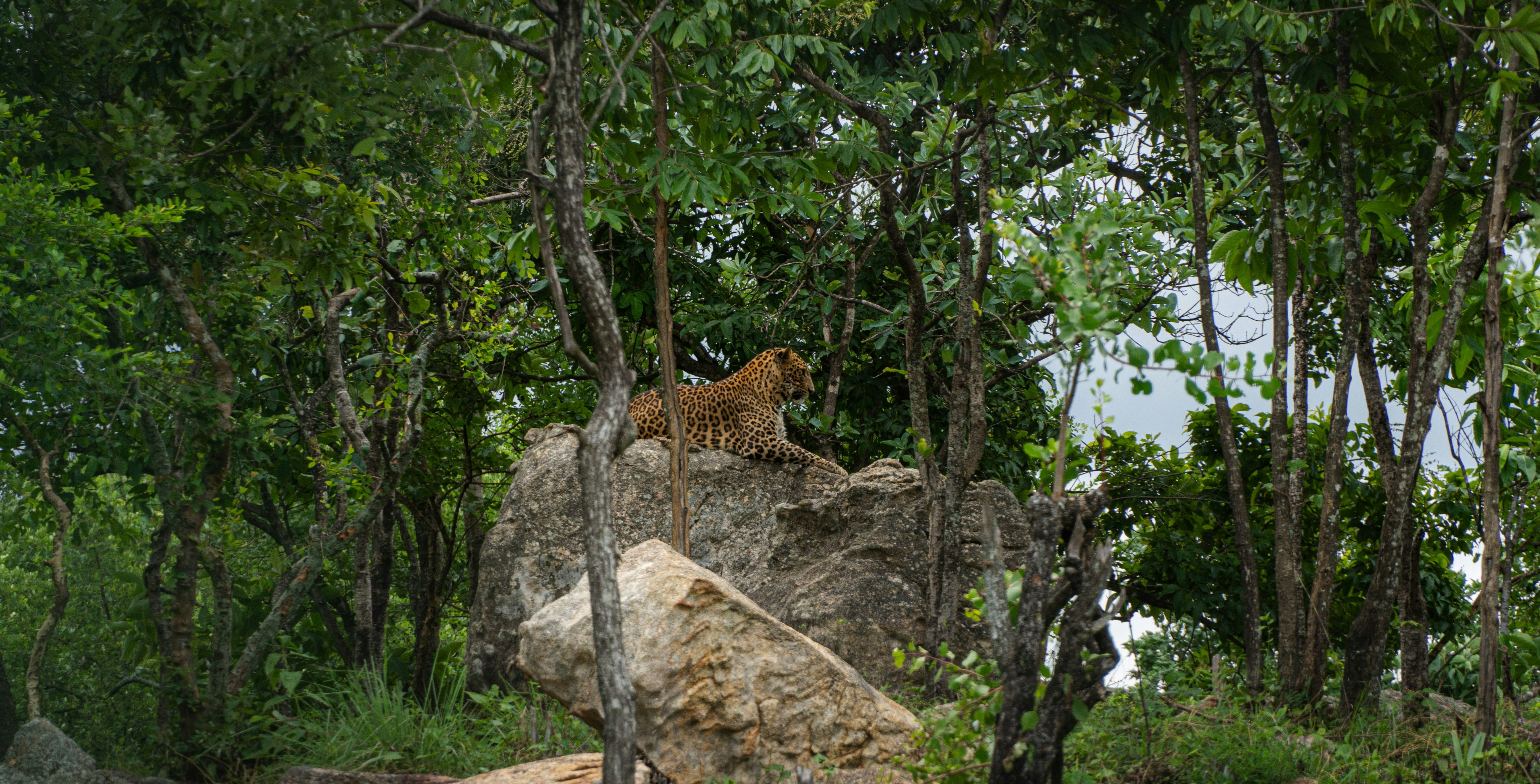 The Silent Sentinel of the Savannah