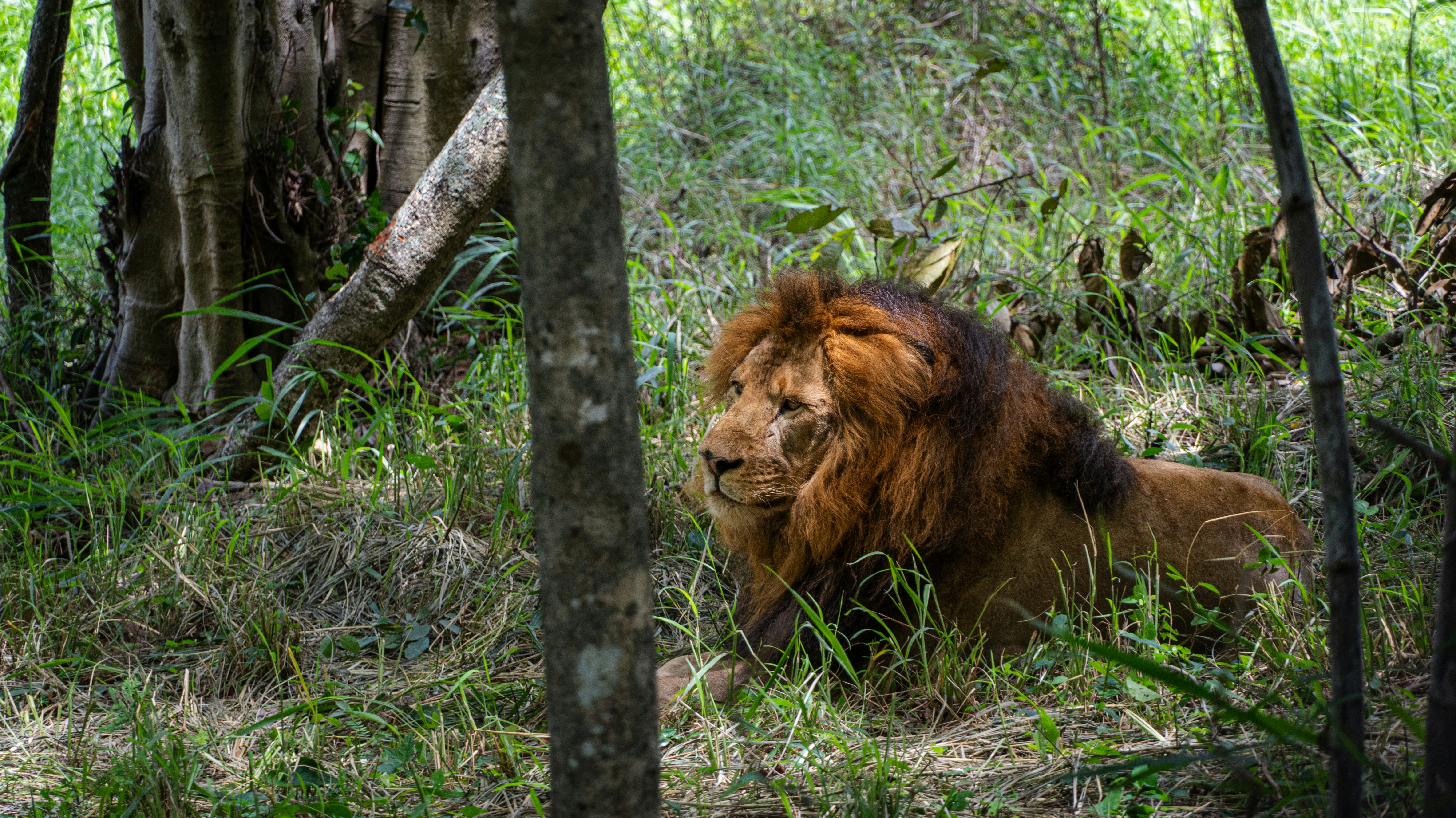 A lion rests in the tall grass.