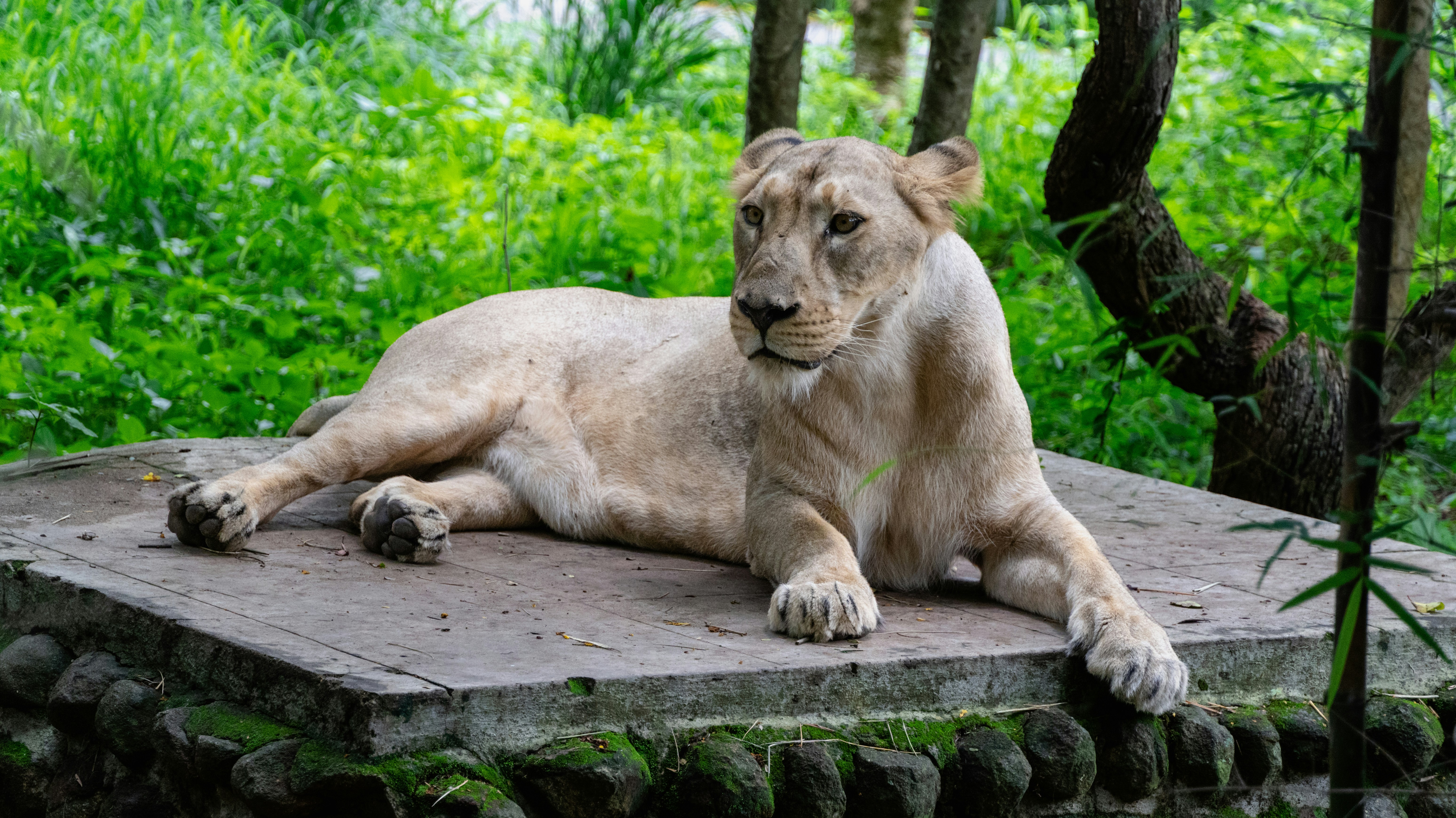A lioness rests on a concrete slab.