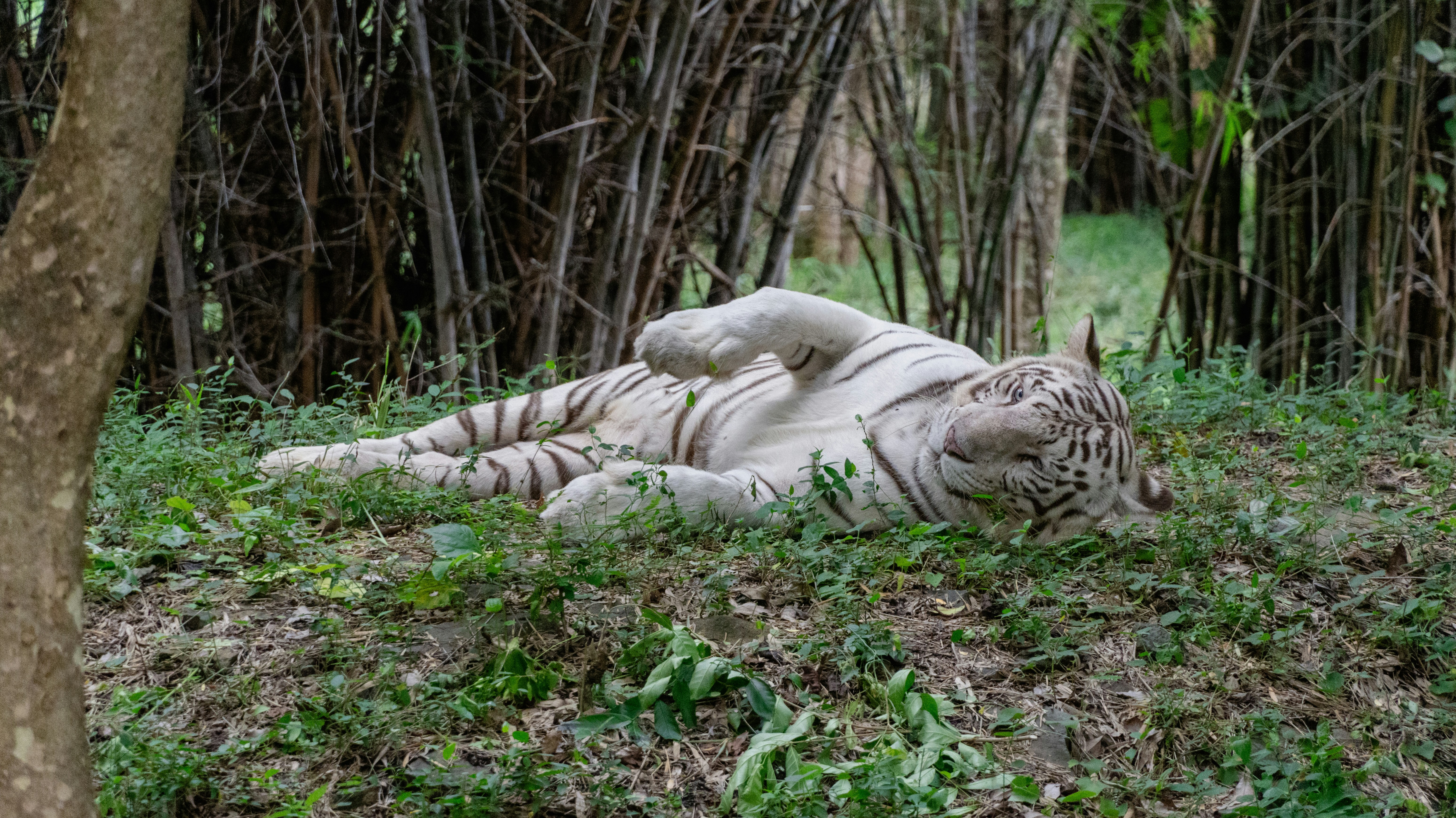 Resting Elegance: White Tiger at the Forest Edge