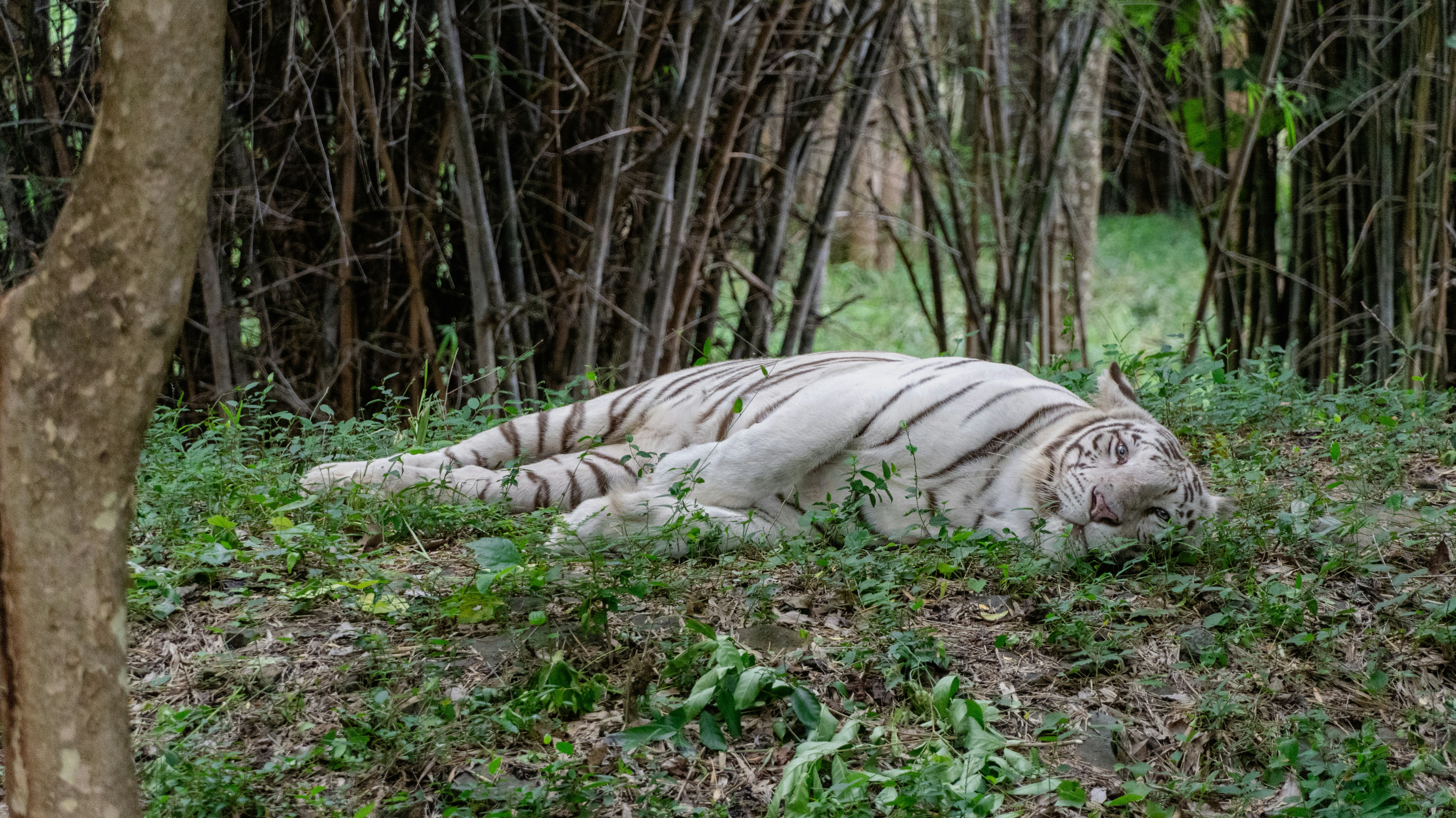 Slumbering Majesty: The White Tiger's Tranquil Respite