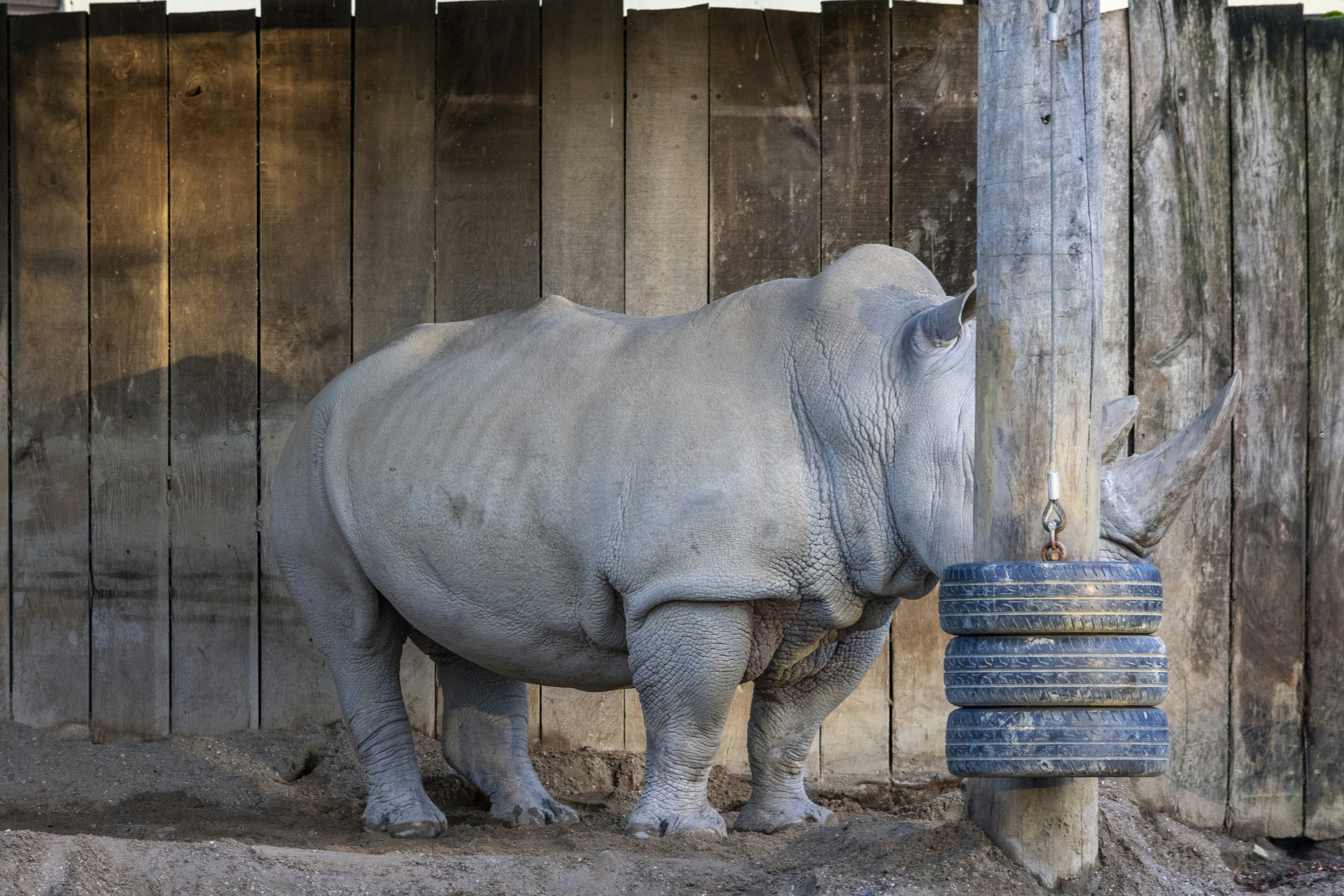 A white rhinoceros stands against a wooden backdrop, partially obscured by a tire hanging from a post. The scene captures the essence of wildlife in captivity.