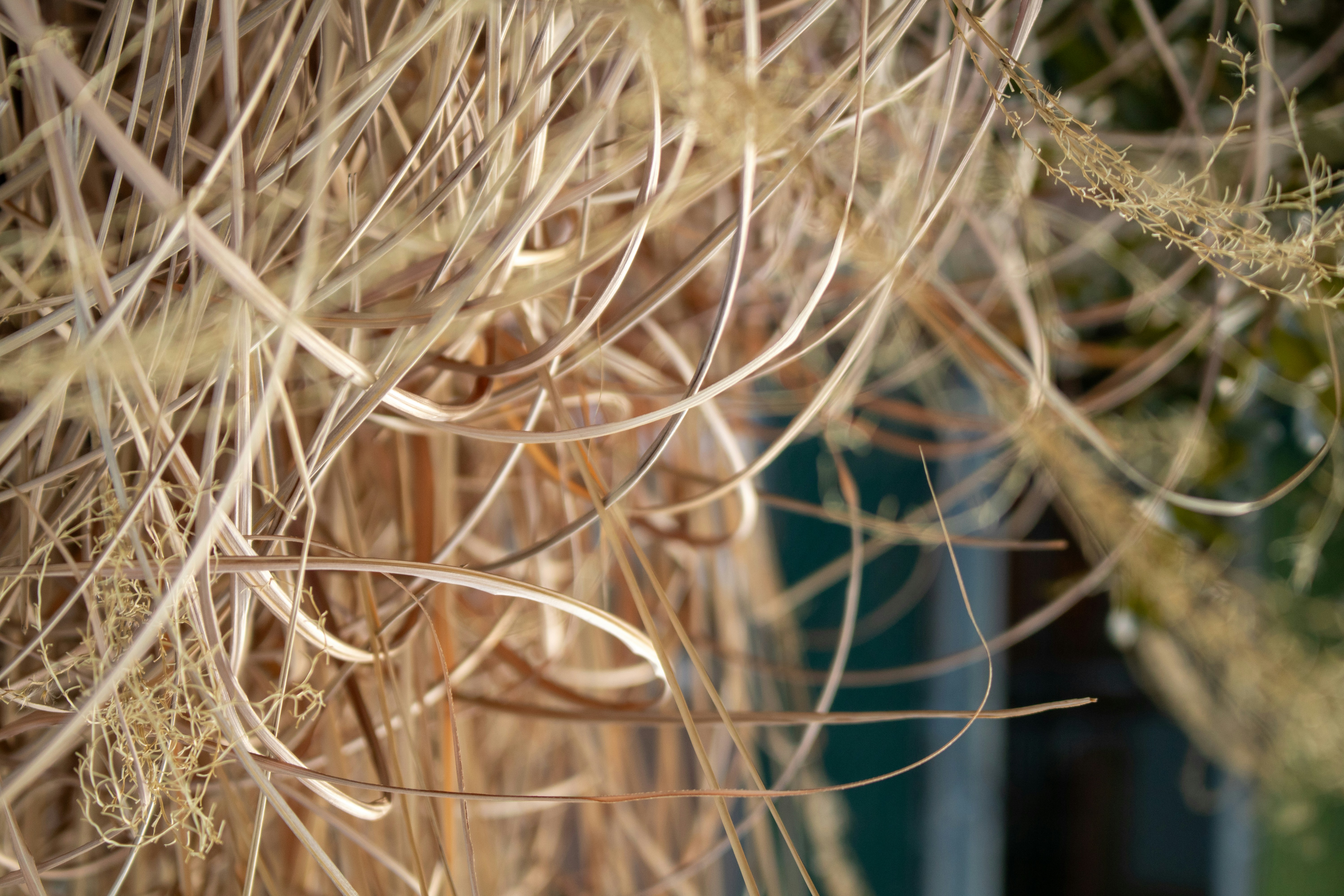 Intricate strands of dried vegetation weave together, creating a natural tapestry that hints at the passage of time.