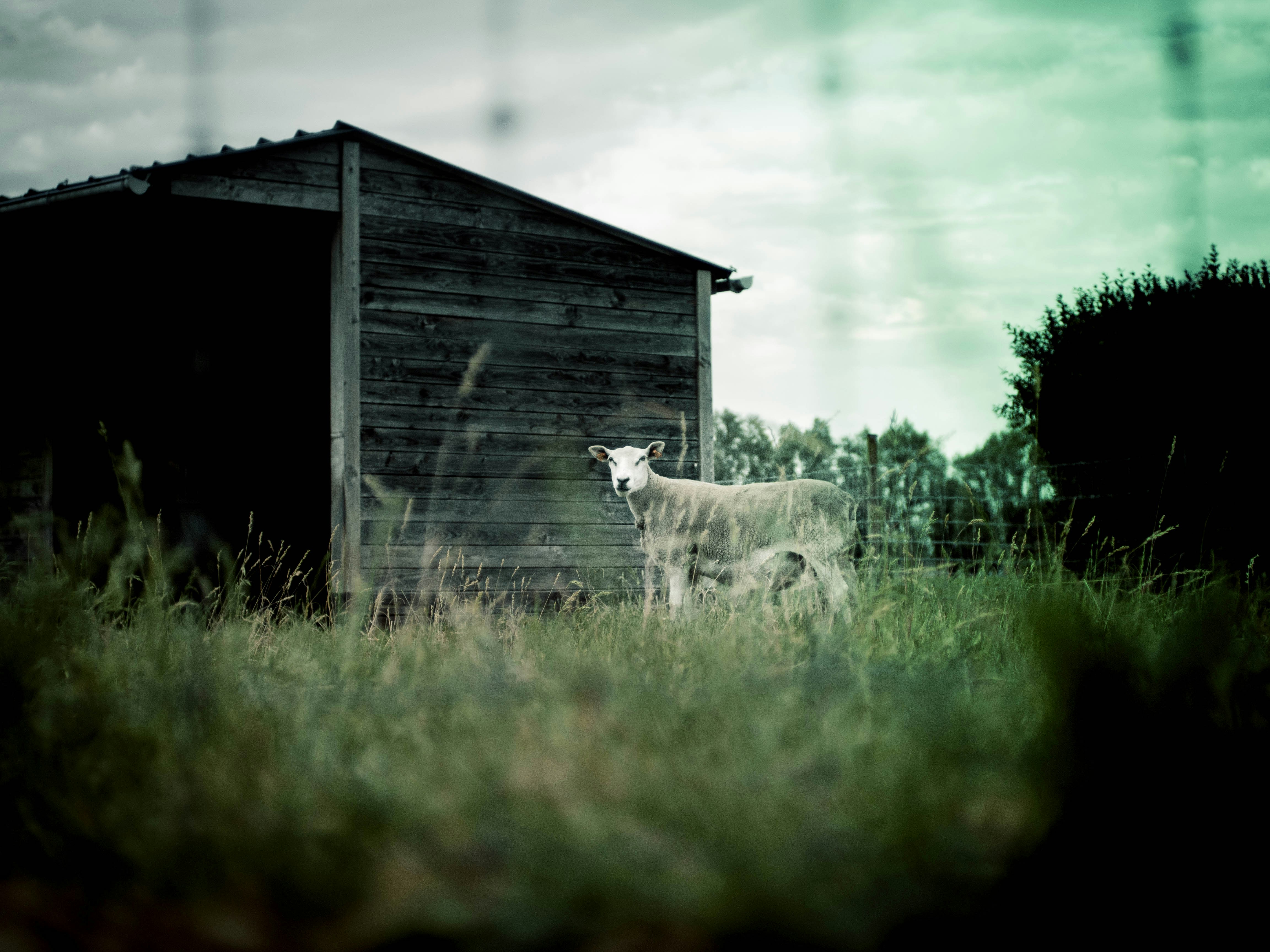 Teal-Tinted Field Sentinel: A Lone Dog by the Weathered Barn