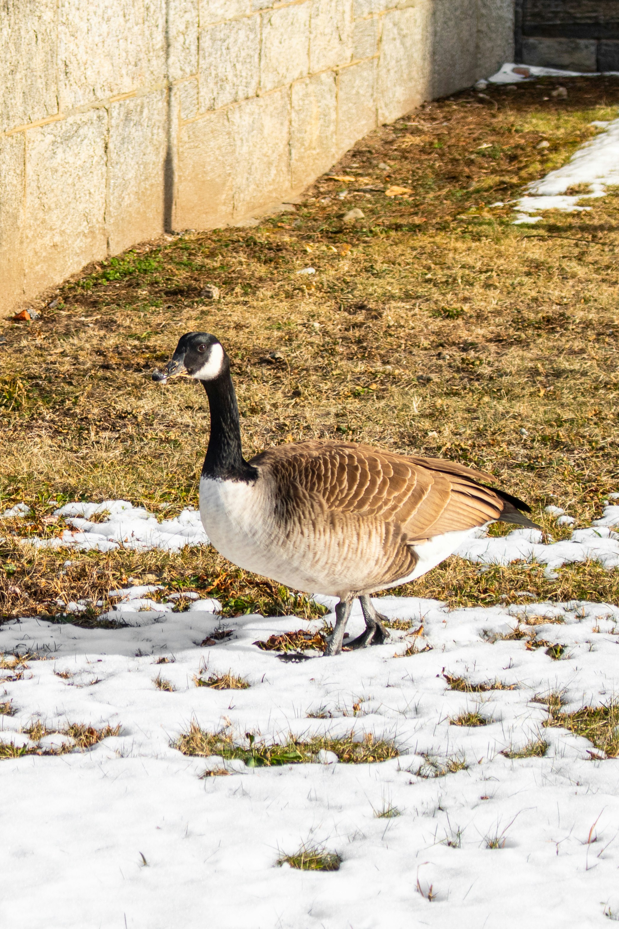 Lone Canada Goose on a Snow-Dusted Patch by a Weathered Wall