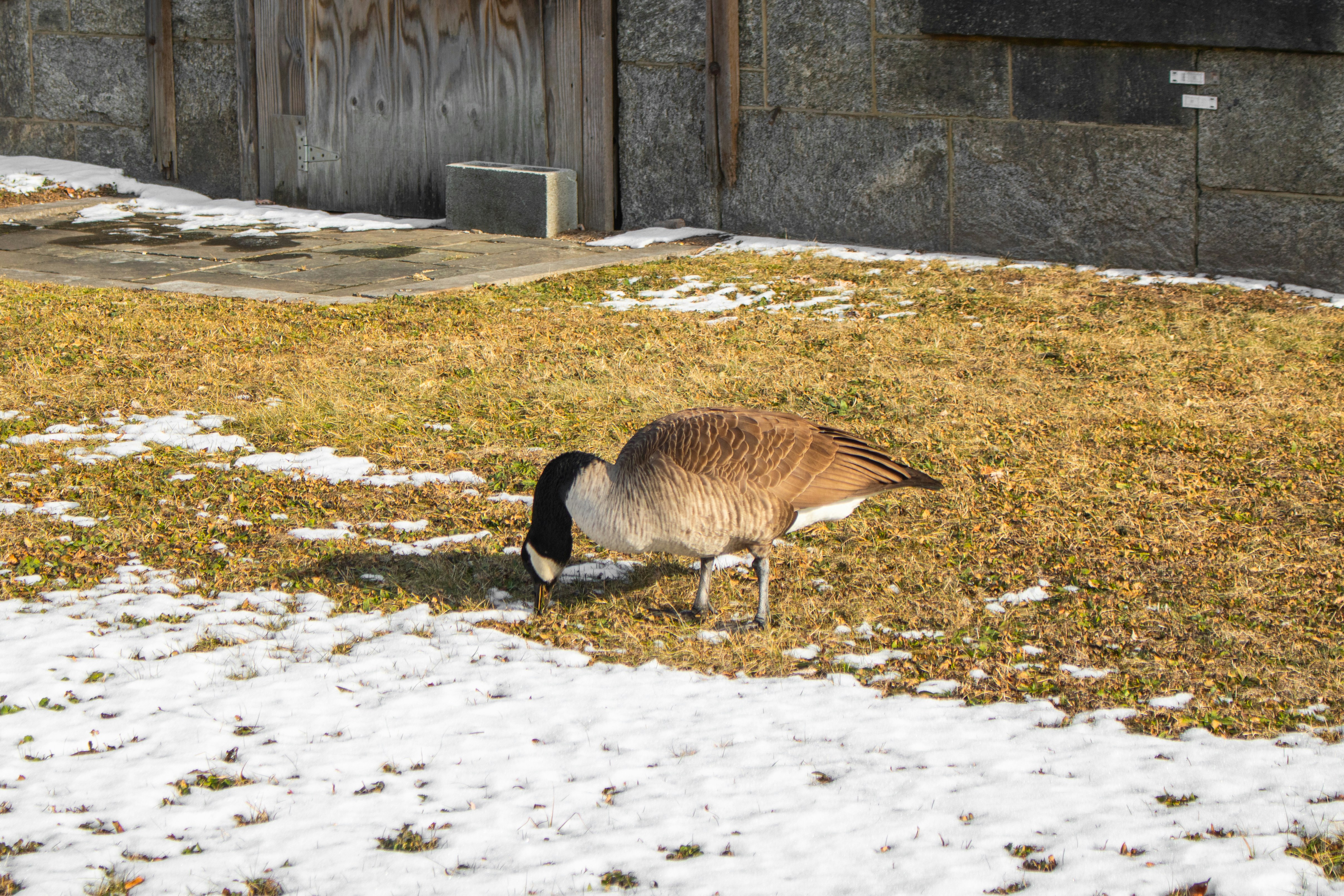 Canada Goose Foraging on a Snow-Dusted Patch by a Weathered Wall