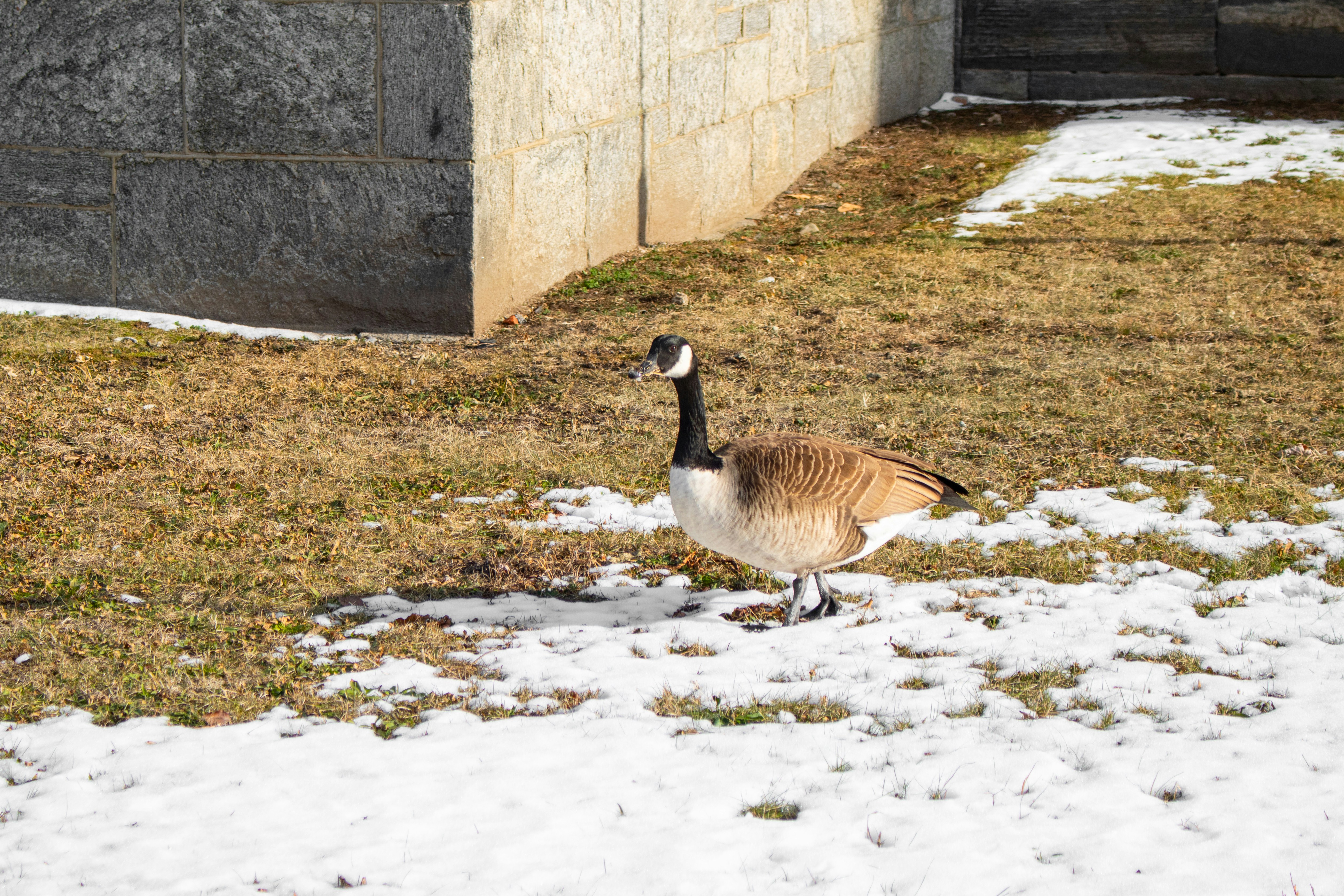 A Winter's Walk: The Solitary Goose