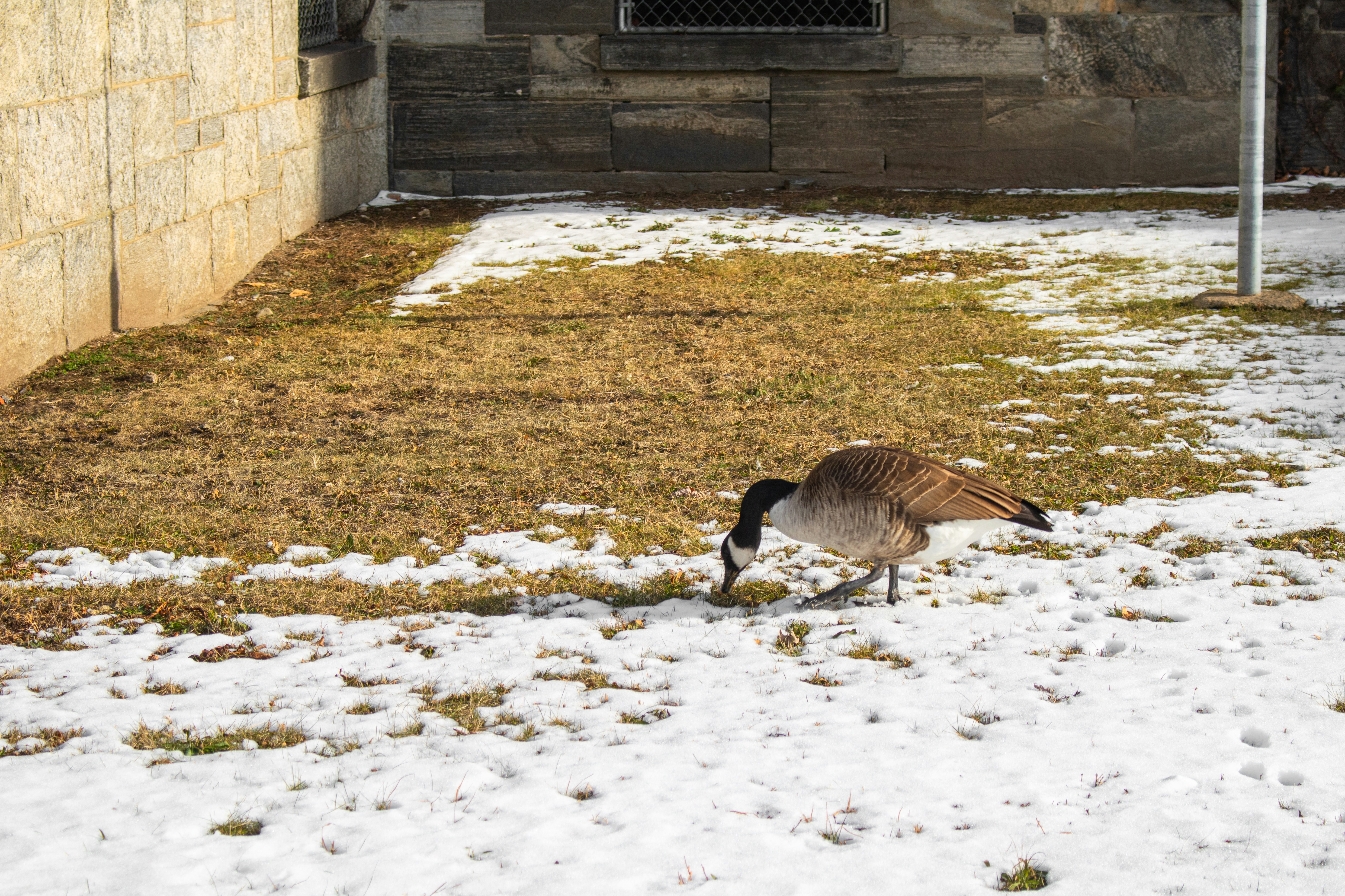 Lone Goose in a Snow-Dusted Courtyard by the Weathered Stone Wall