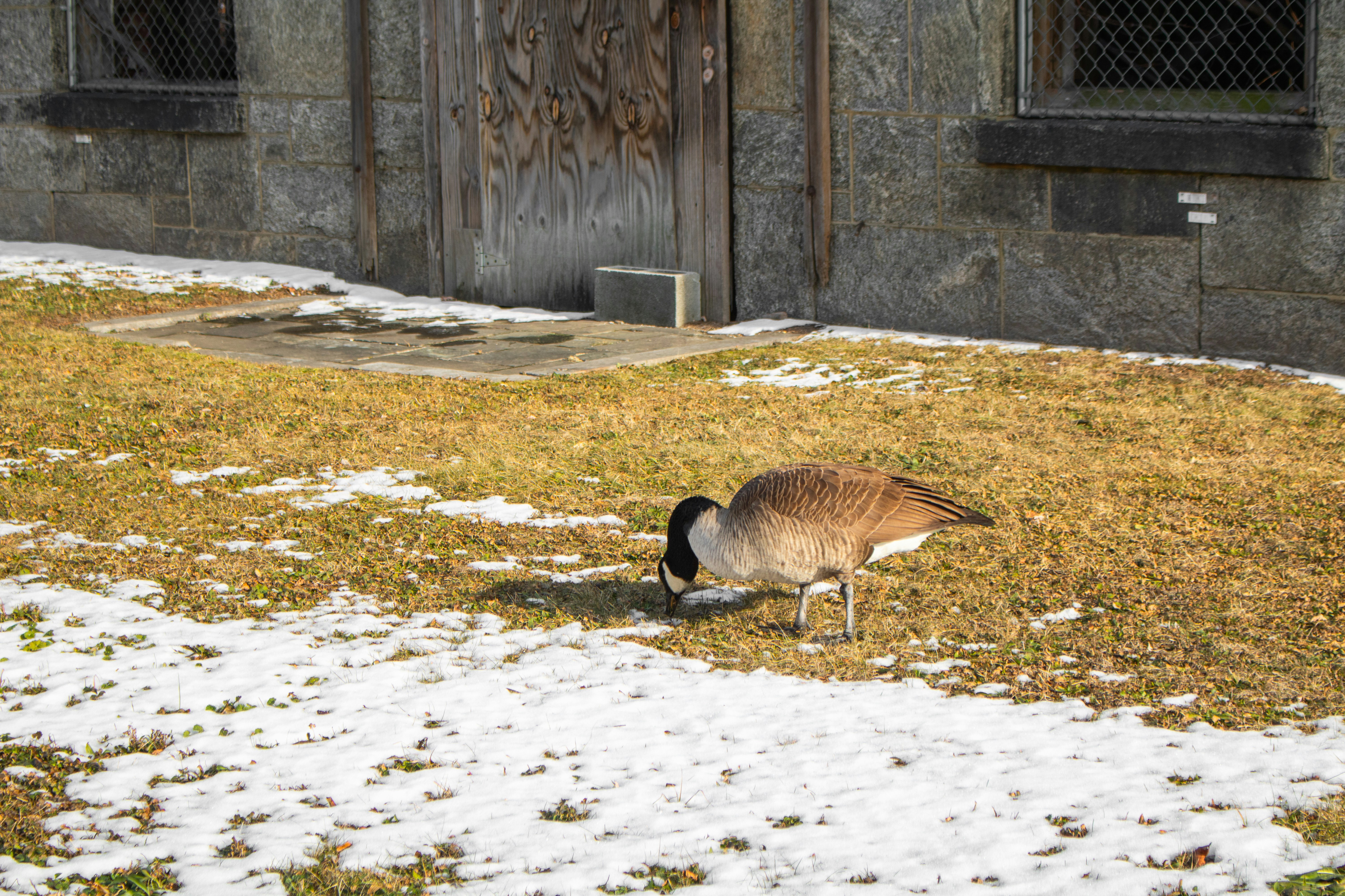 A Canada goose stands on a patch of grass partially covered with snow, showcasing the contrast between seasons. Its black head and neck, white cheek patch, and brown body are characteristic of this widely recognized waterfowl. Often seen in parks and open fields, the Canada goose is known for its adaptability to urban and natural environments. This image captures a quiet moment of wildlife in a transitional landscape between winter and spring.