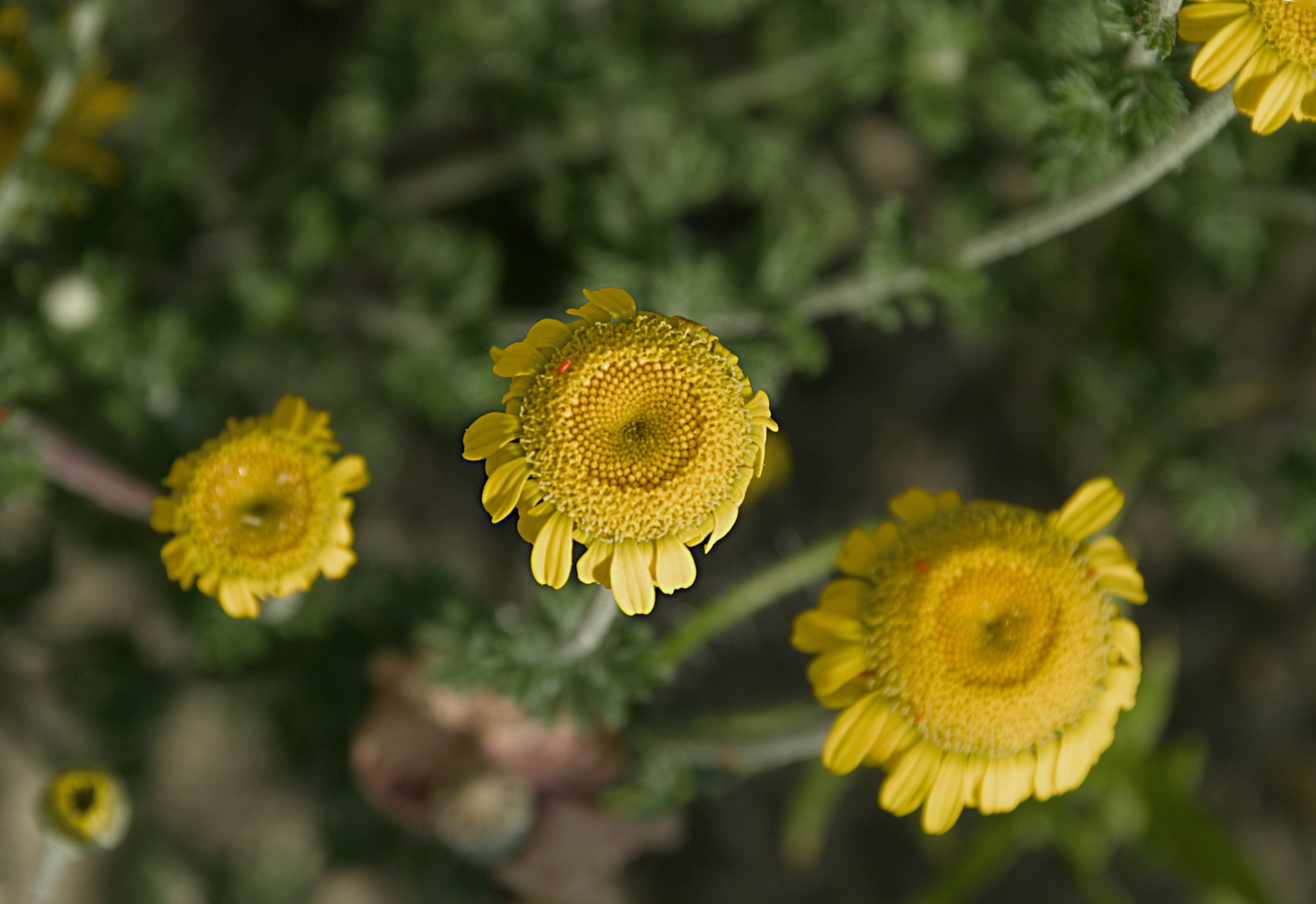 Golden Crown in Soft Focus: A Close-Up of Sunlit Daisies