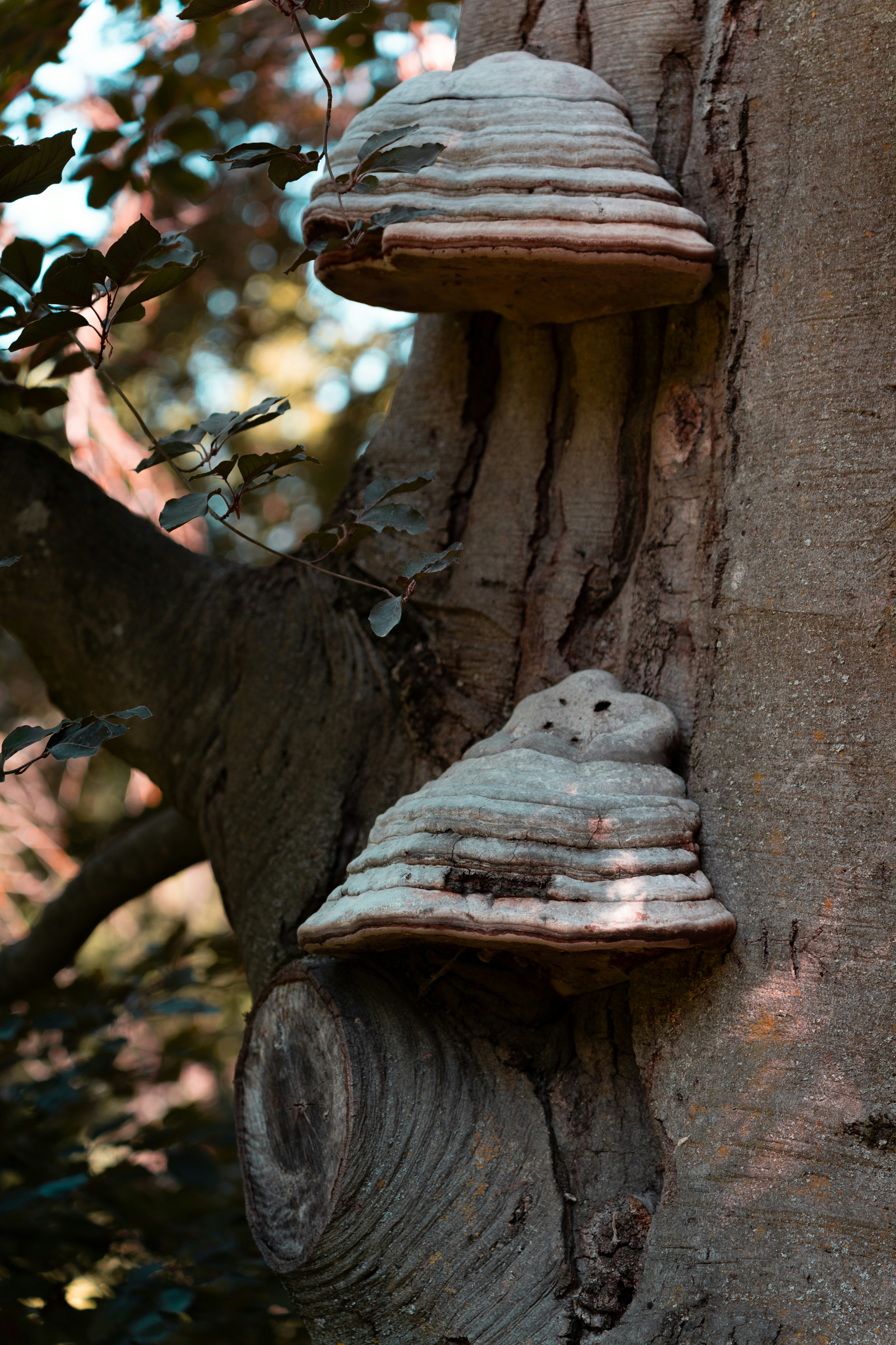Bracket Fungi Spiral Up a Gnarled Tree Trunk