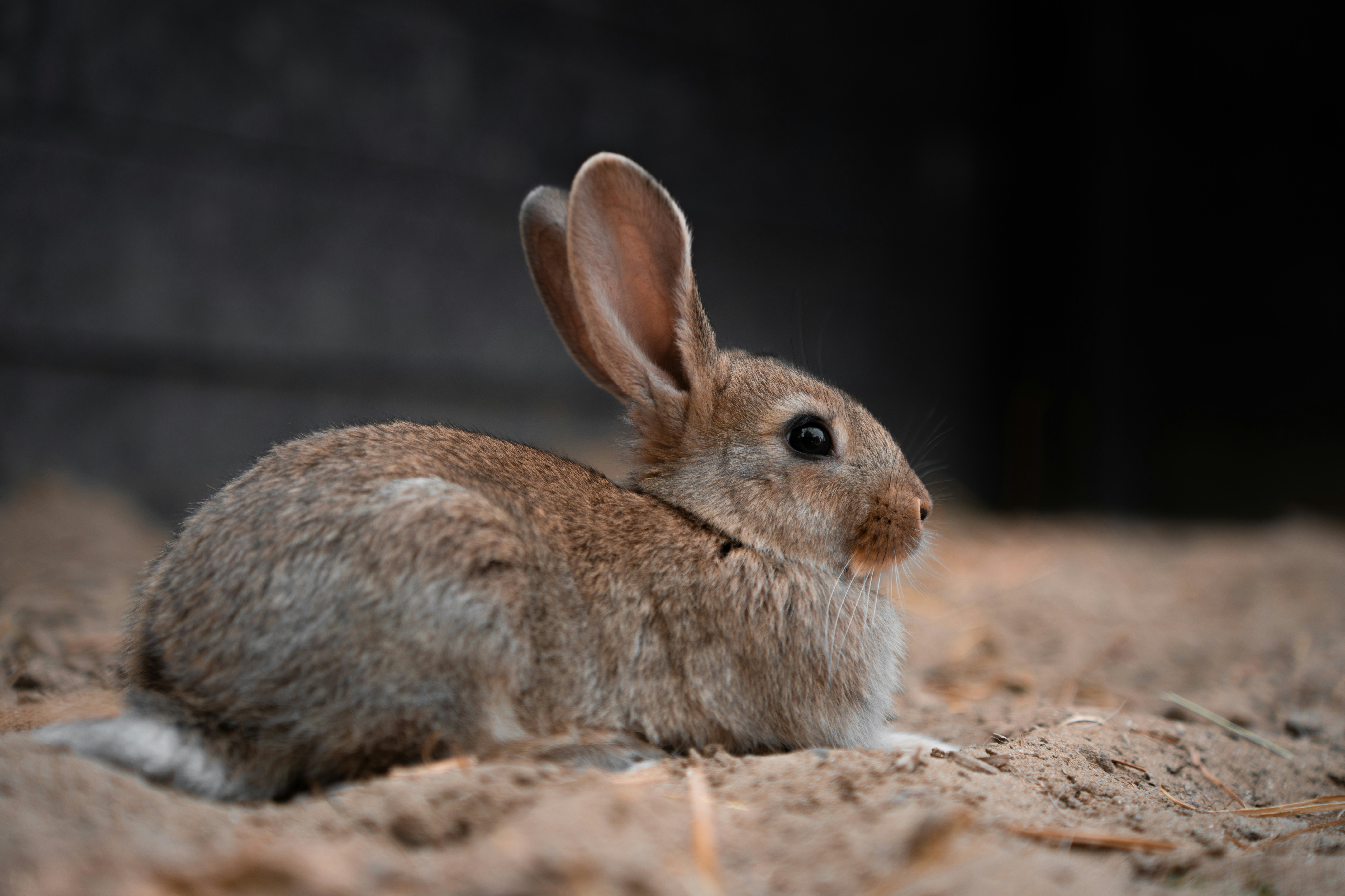 Un lindo conejo se sienta tranquilamente en la arena. foto – Imagen de ...