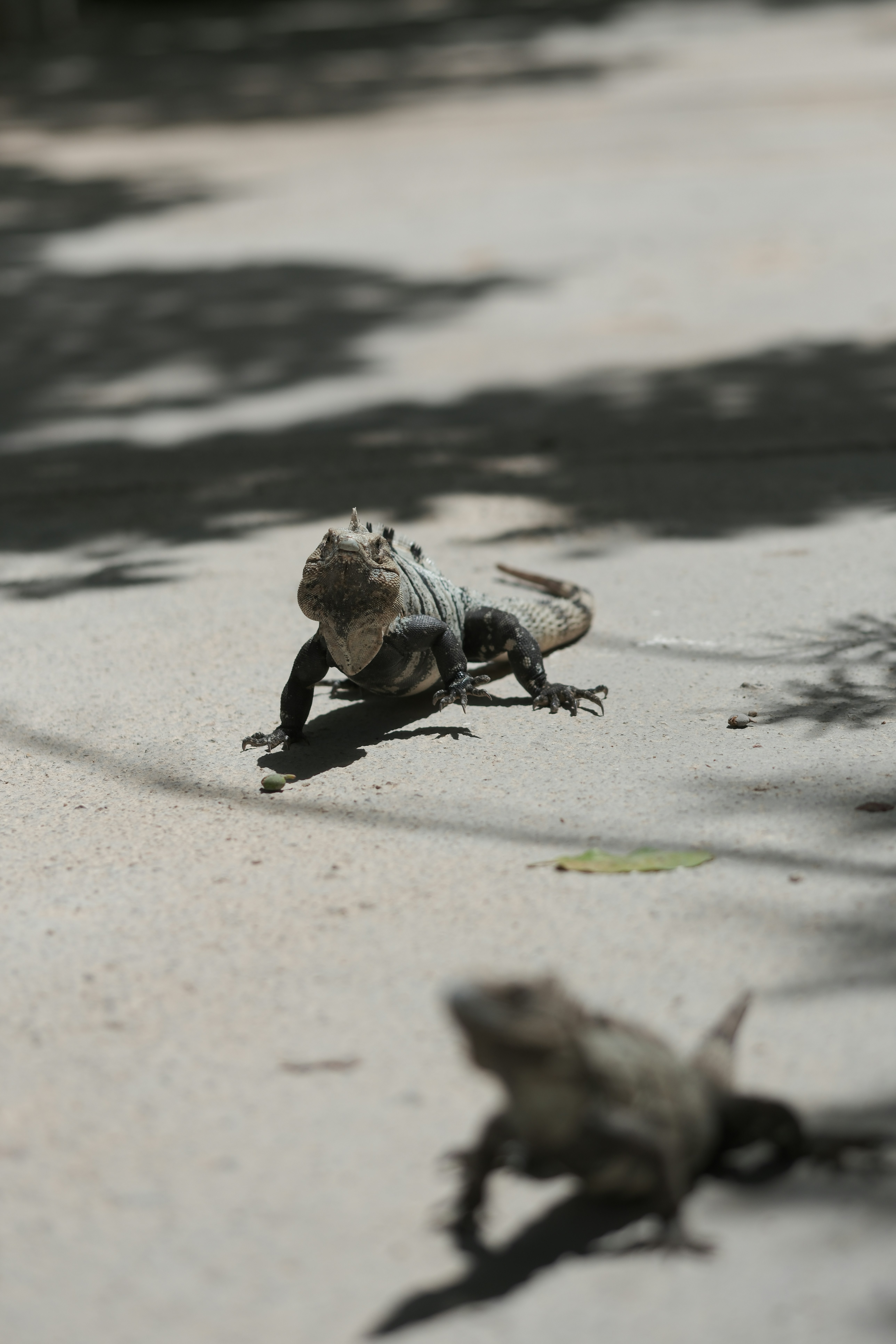Lizards walk on the ground in the sunlight.
