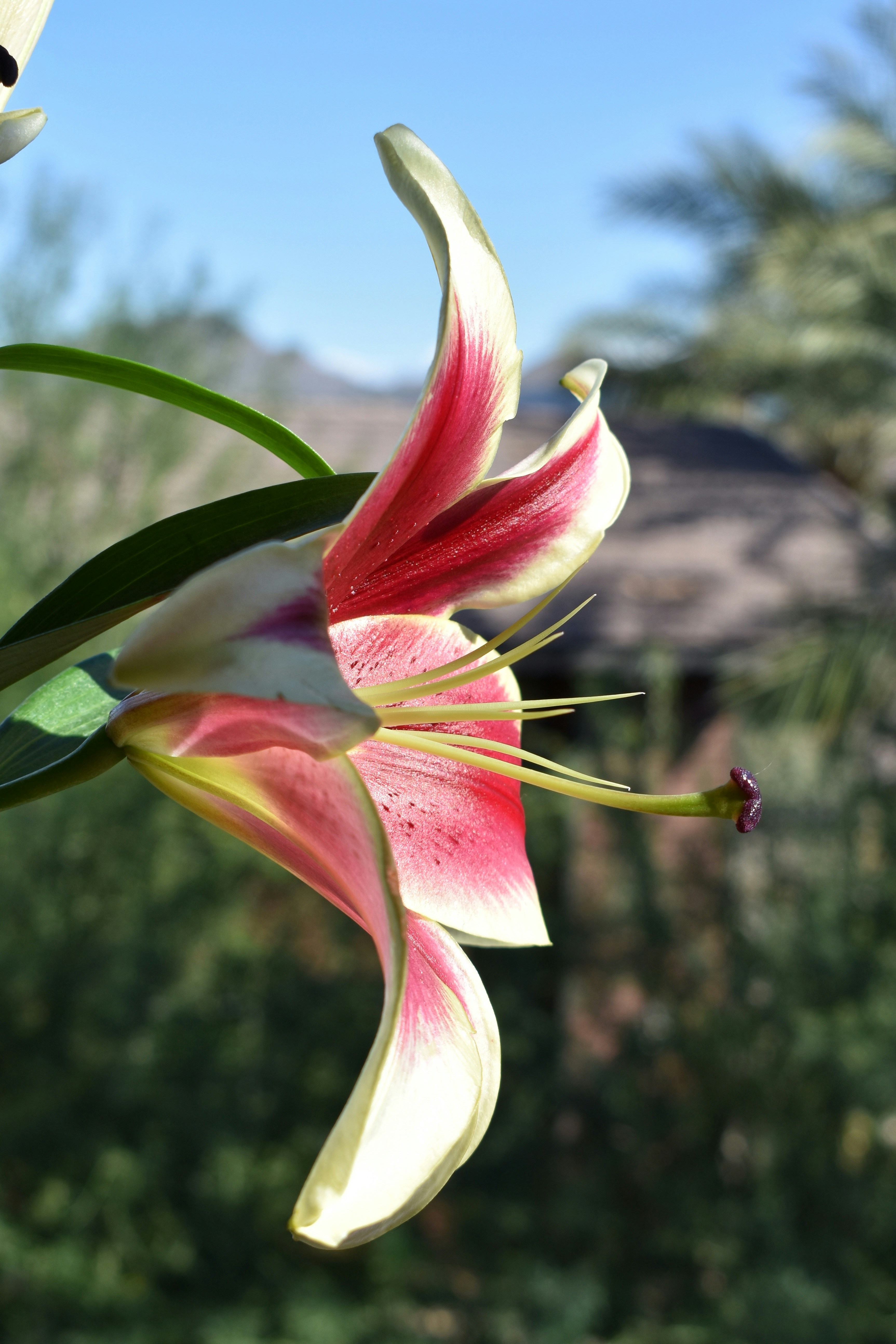 Lily in Focus: Sunlit Pink-Cream Petals and Long Stamens