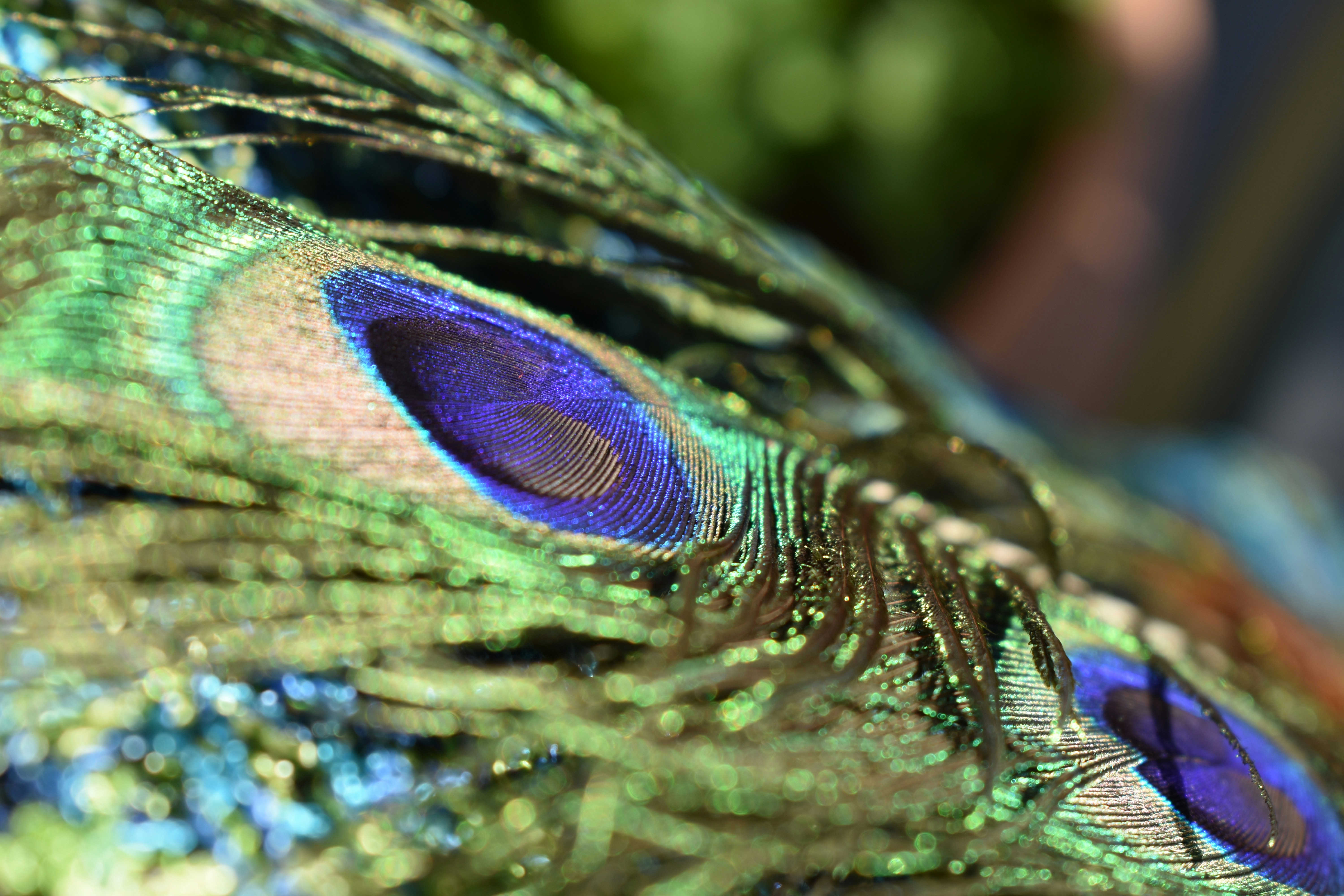 Nature's Opulent Tapestry