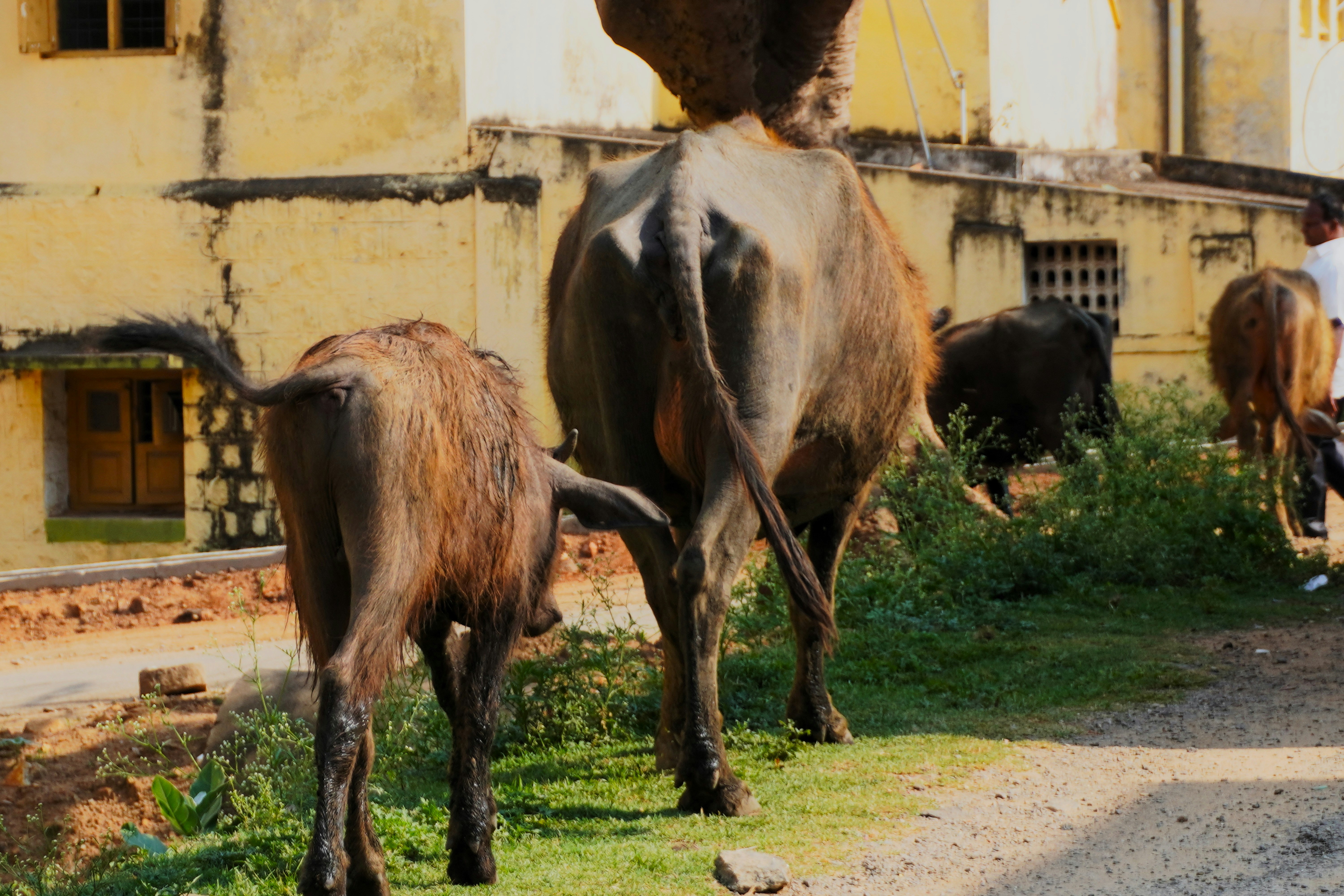 I was travelling in village where i captured a bond of mother and child buffalo | Cows walk past a building on a sunny day.
