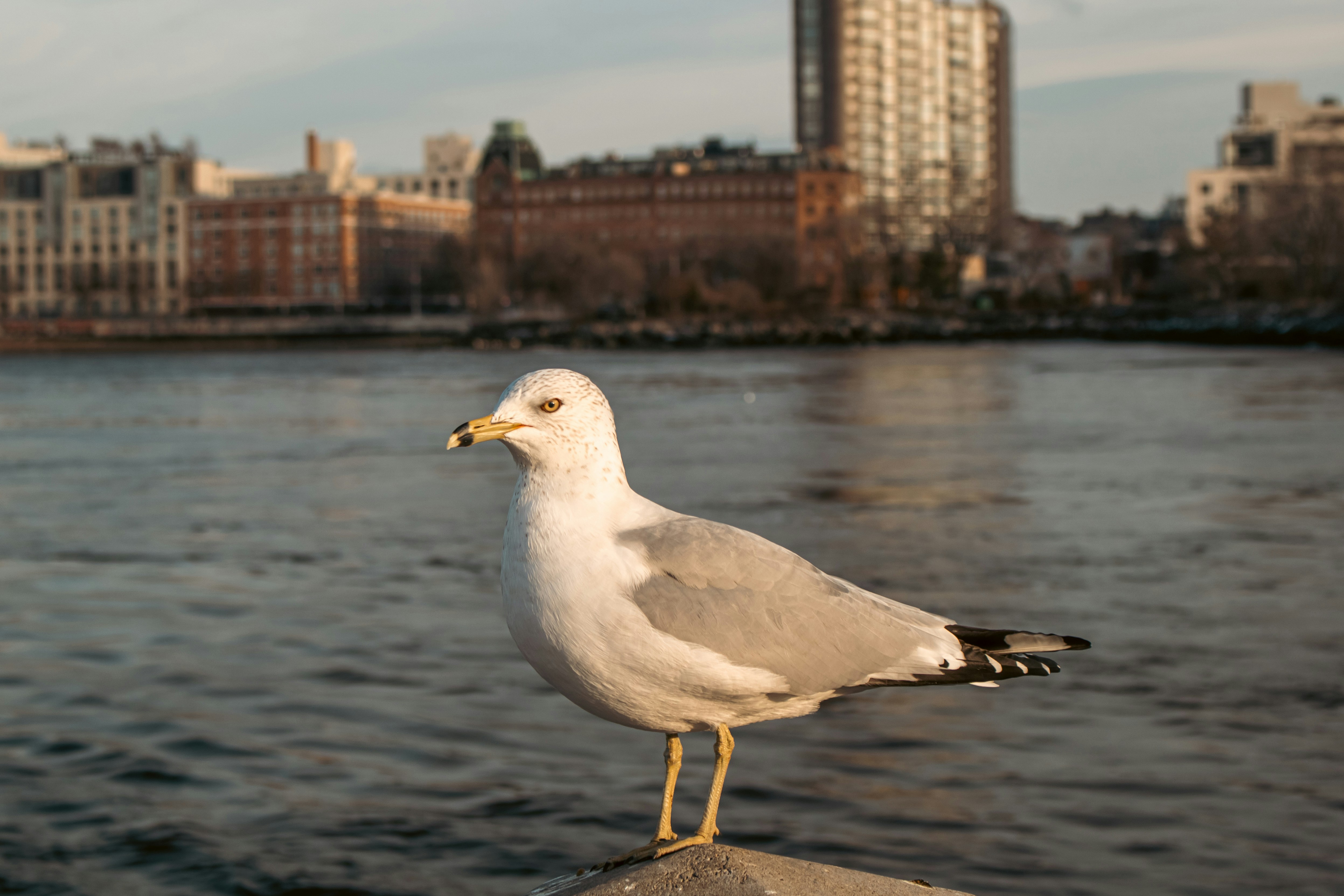The ring-billed gull (Larus delawarensis) is a medium-sized gull native to North America, breeding in Canada and the northern Contiguous United States, and wintering mainly in the United States and northern Mexico. The genus name is from Latin Larus which appears to have referred to a gull or other large seabird. The specific delawarensis refers to the Delaware River.