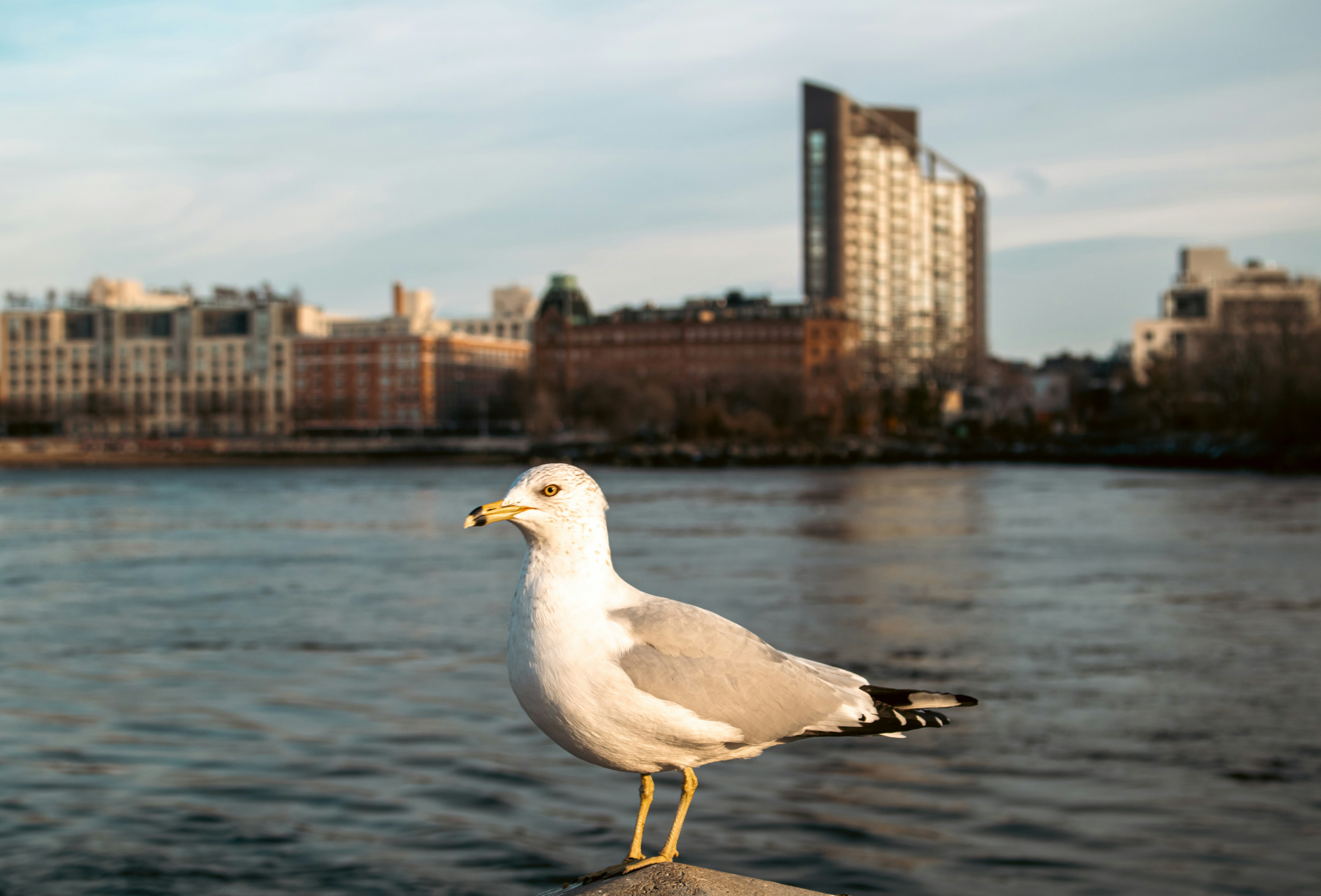A seagull poses near buildings and water. photo – Free Bird Image on ...