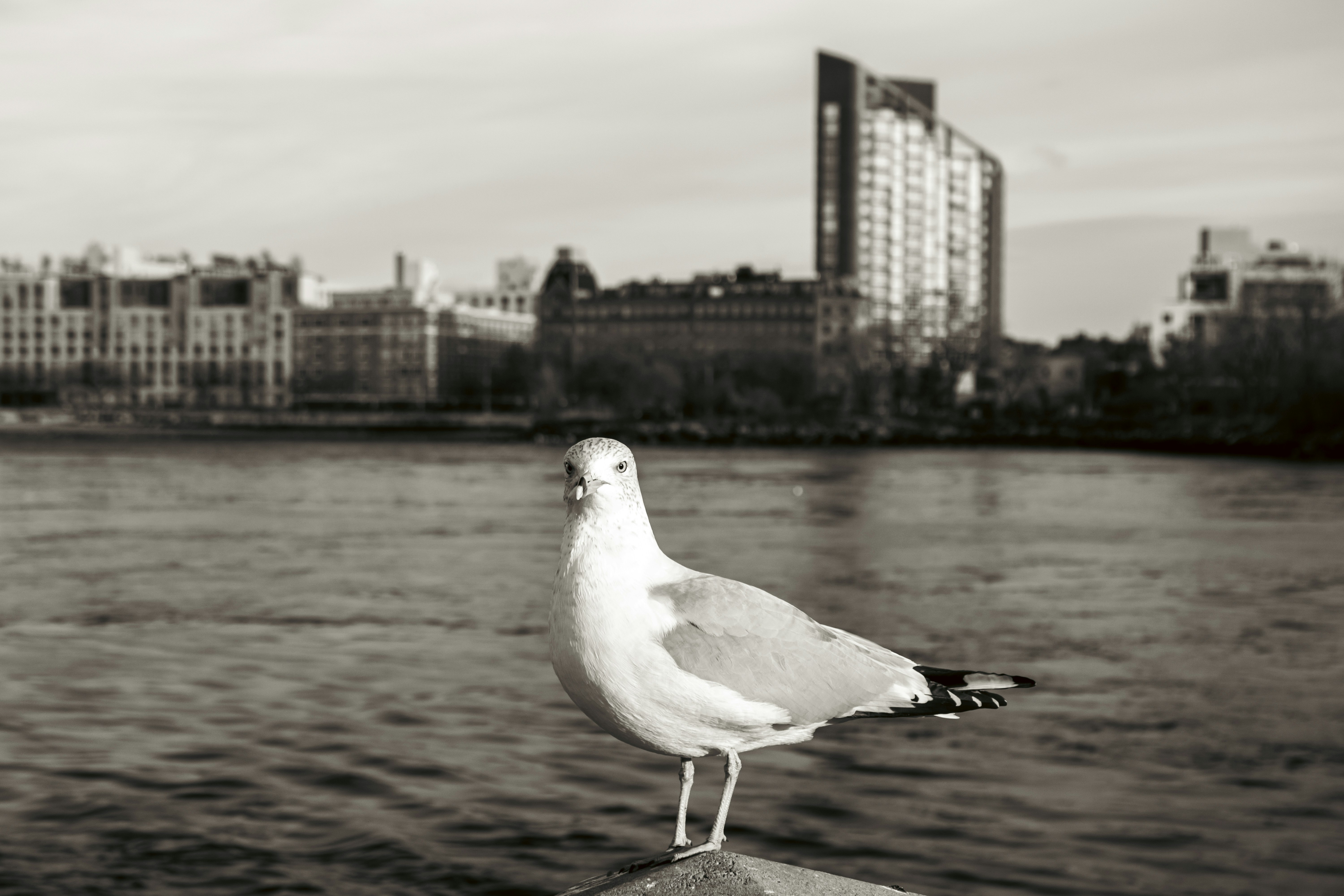 Seagull at the Riverfront: A Quiet Moment in Monochrome