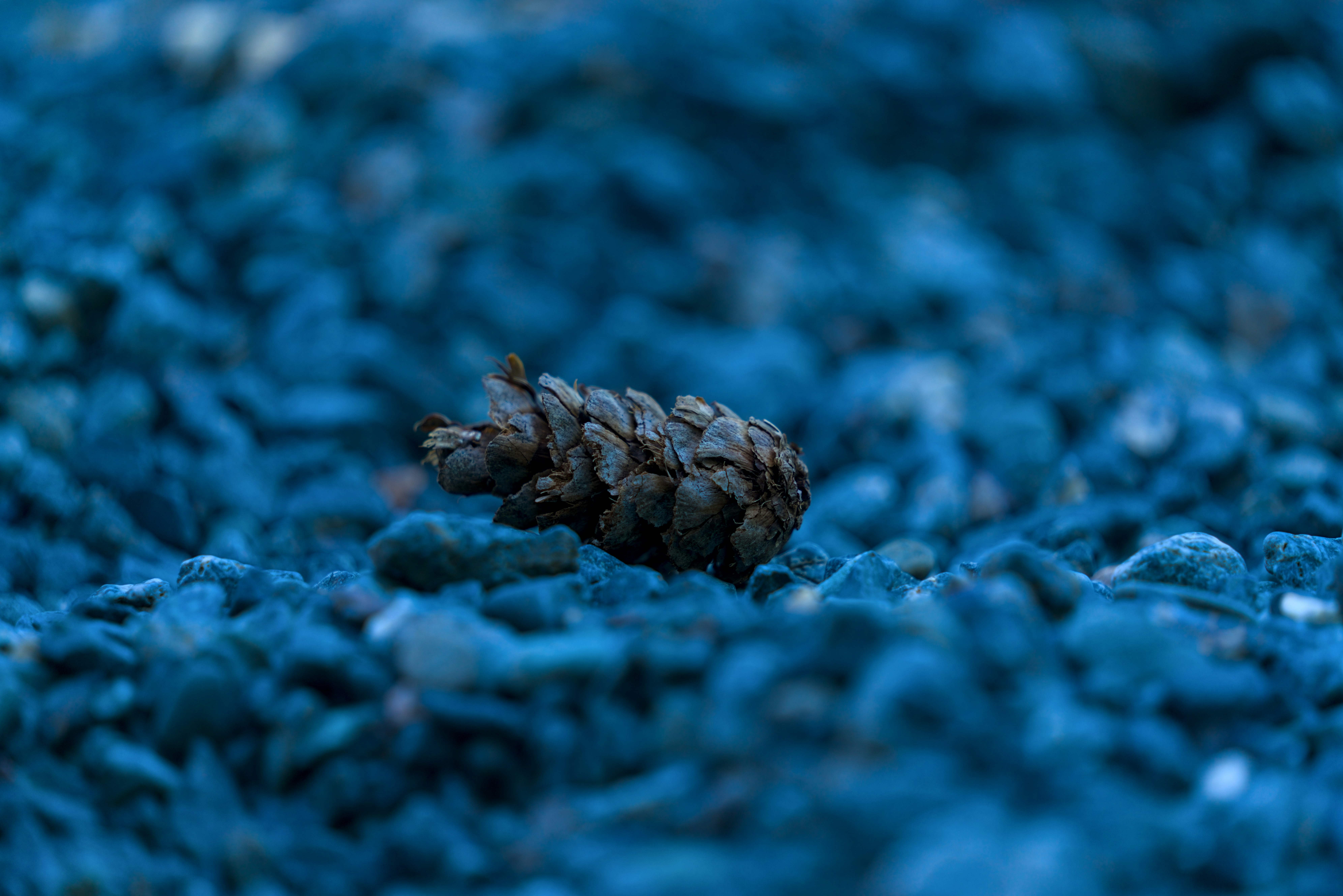 A pine cone sitting on a beach. | A bug rests on blue gravel.